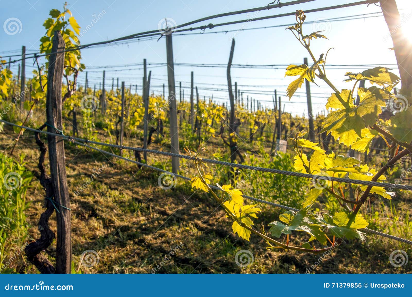 Vineyard on a Bright Sunny Spring Day Stock Photo - Image of nature ...