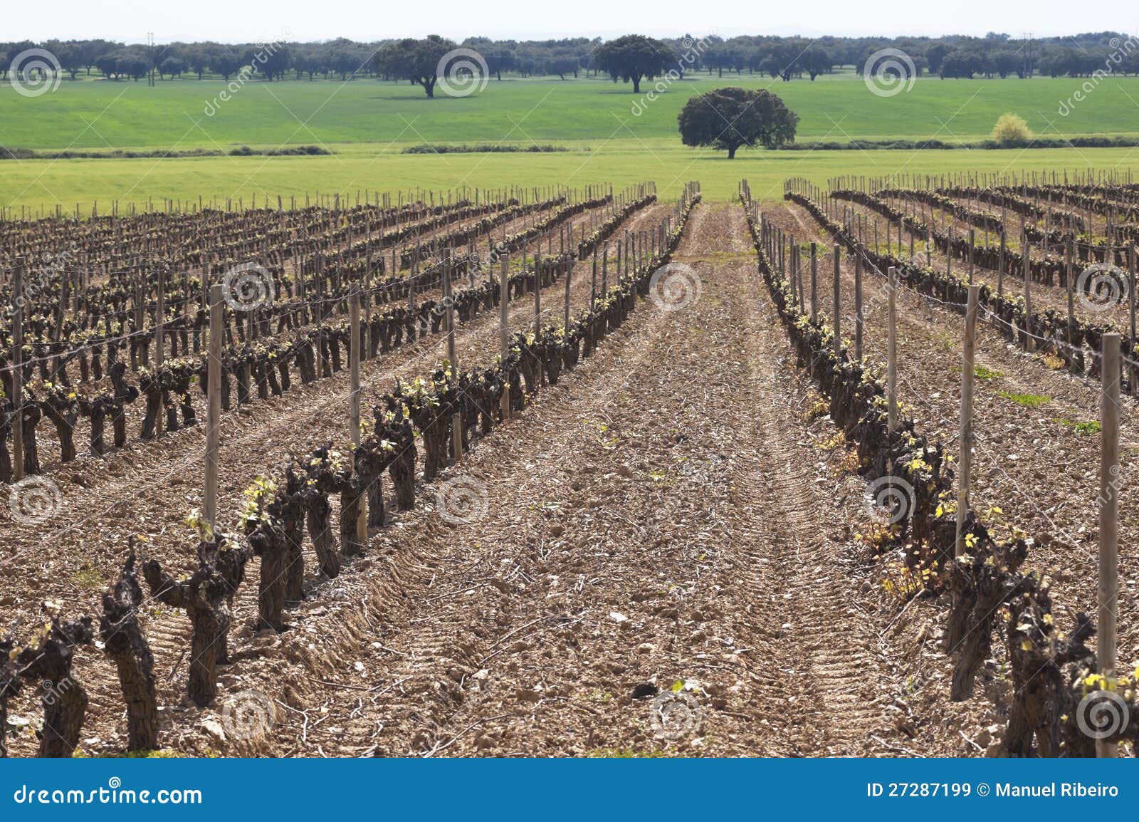 Vineyard bud break stock image. Image of growing, closeup - 27287199