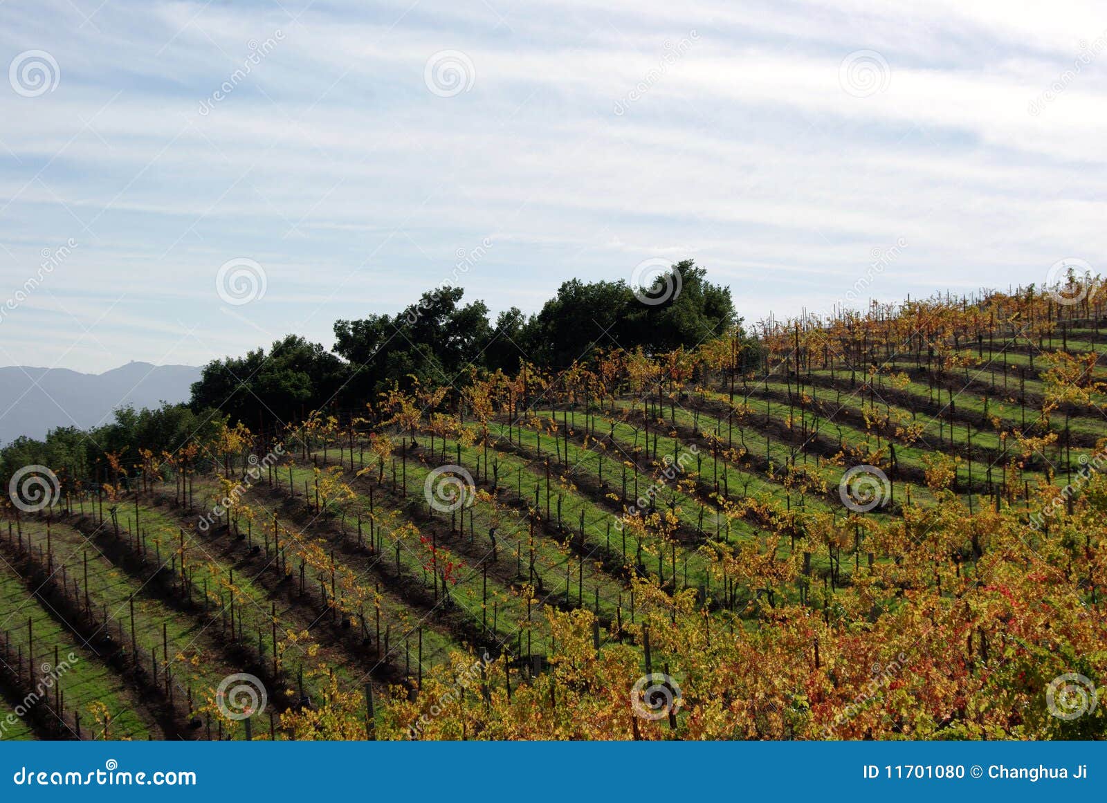 Vineyard on California Hill Stock Photo - Image of wine, california ...