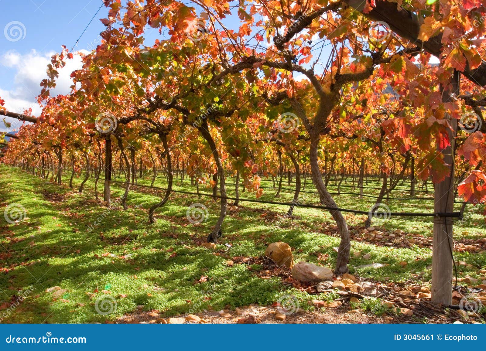 Vineyard, Cape Town Area, South Africa Stock Image - Image of light ...