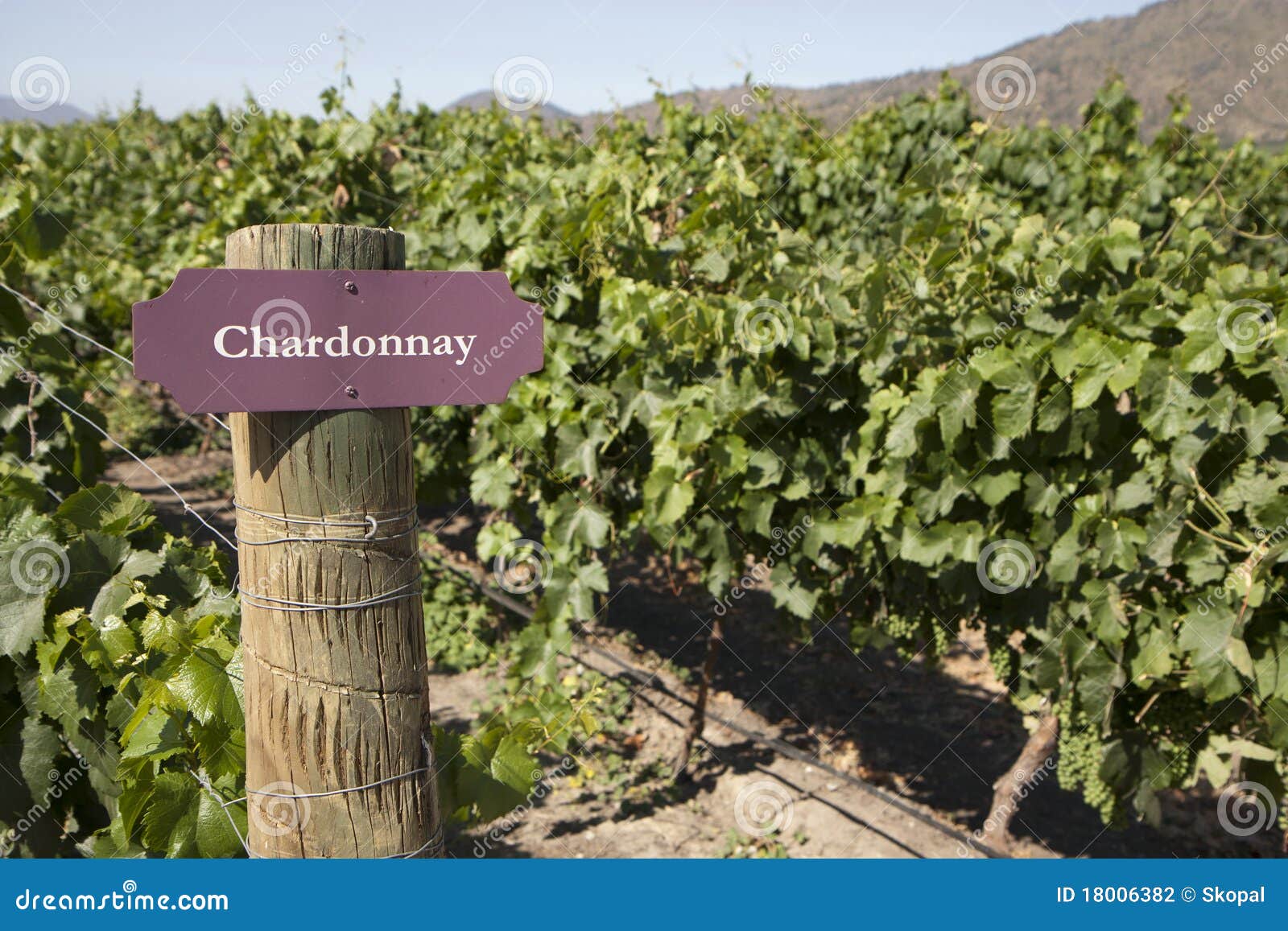 Vineyard - Chardonnay stock photo. Image of plant, wine - 18006382