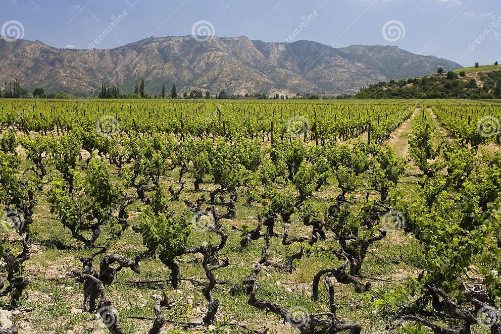 Vineyard in Chile stock photo. Image of growing, field - 10793996