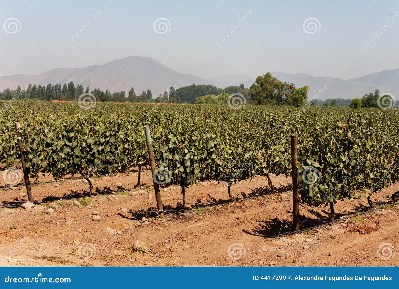 Vineyard in Chile stock image. Image of industry, valley - 4417299