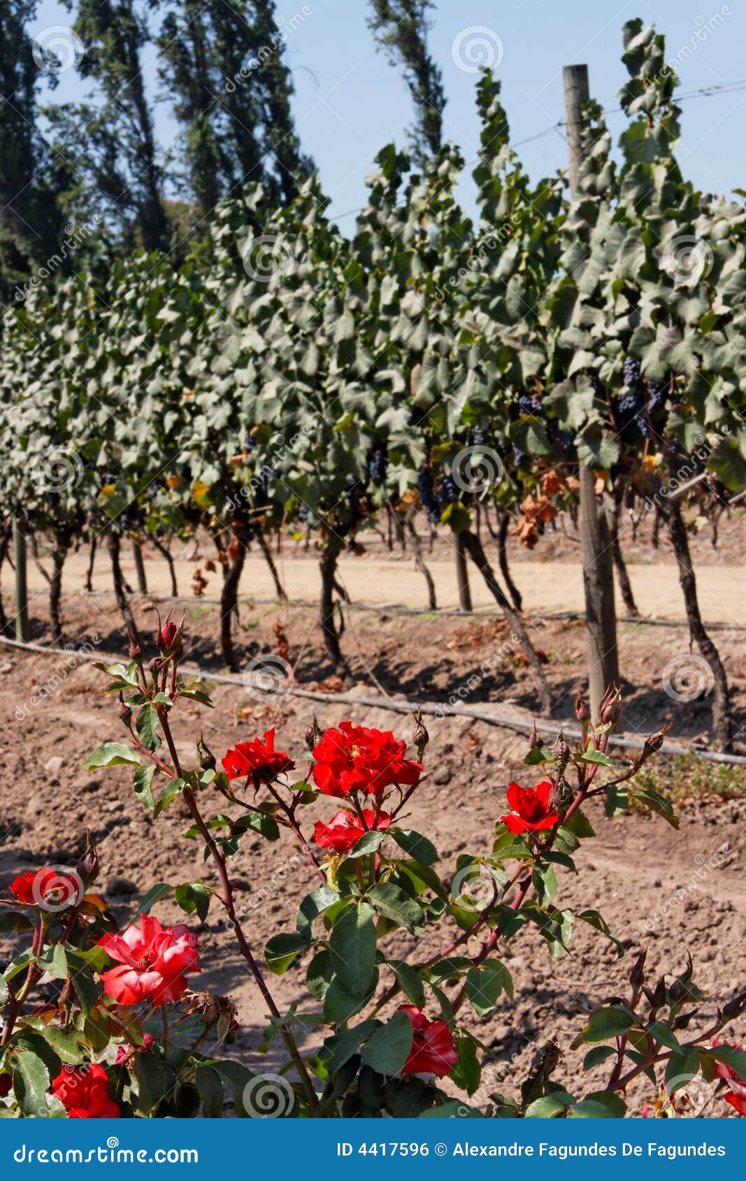 Vineyard in Chile stock photo. Image of wine, south, america - 4417596