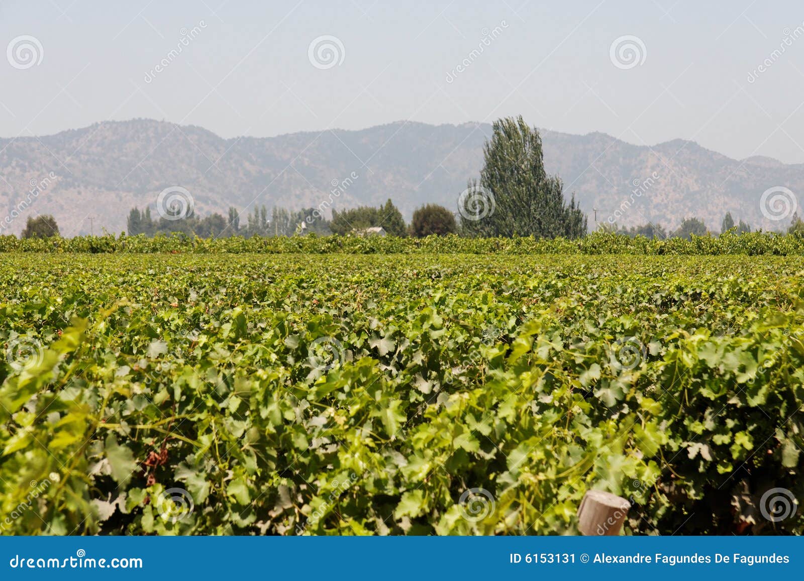 Vineyard in Chile stock image. Image of america, wine - 6153131