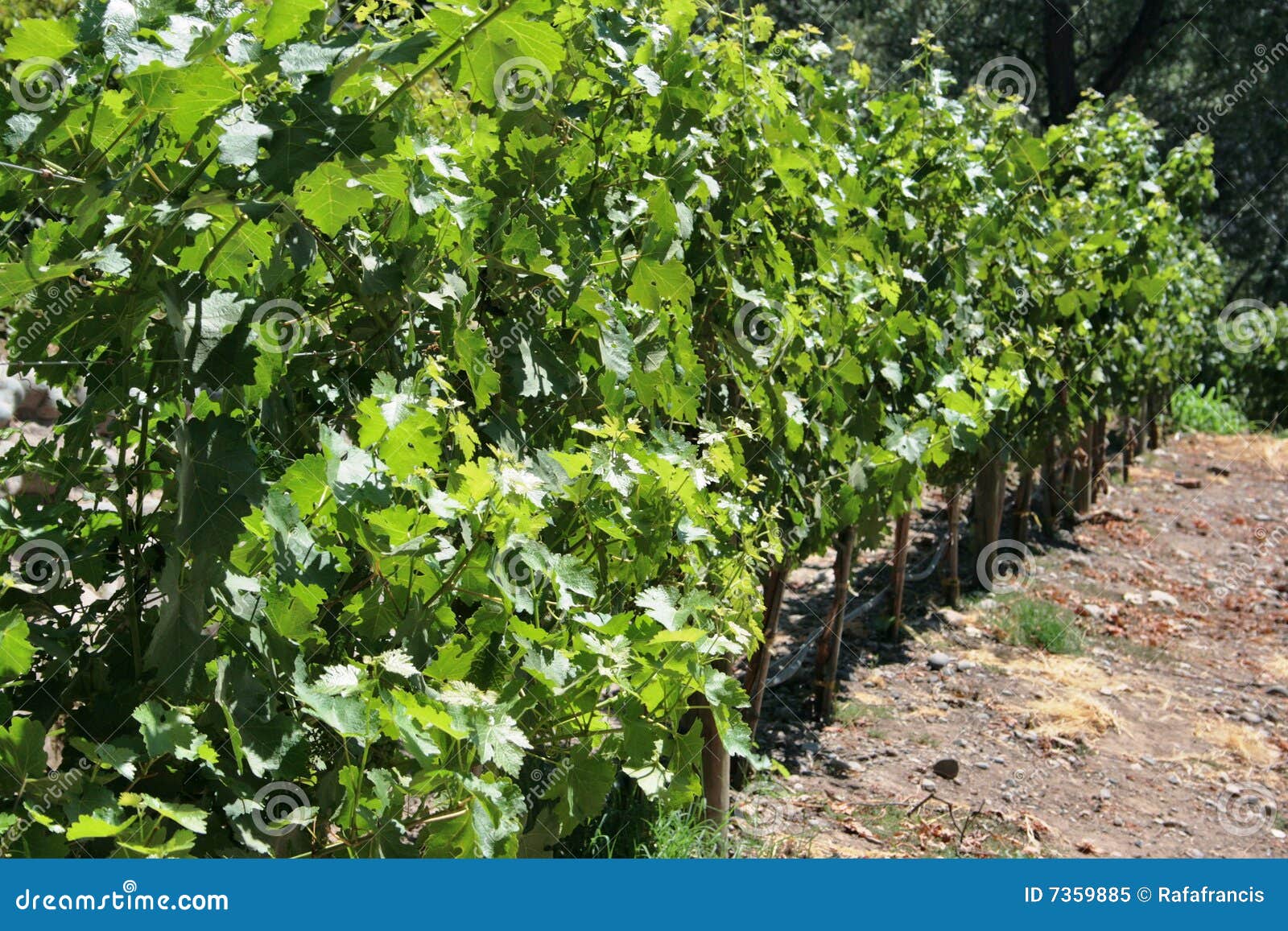 Vineyard in Chile stock image. Image of landscape, wine - 7359885