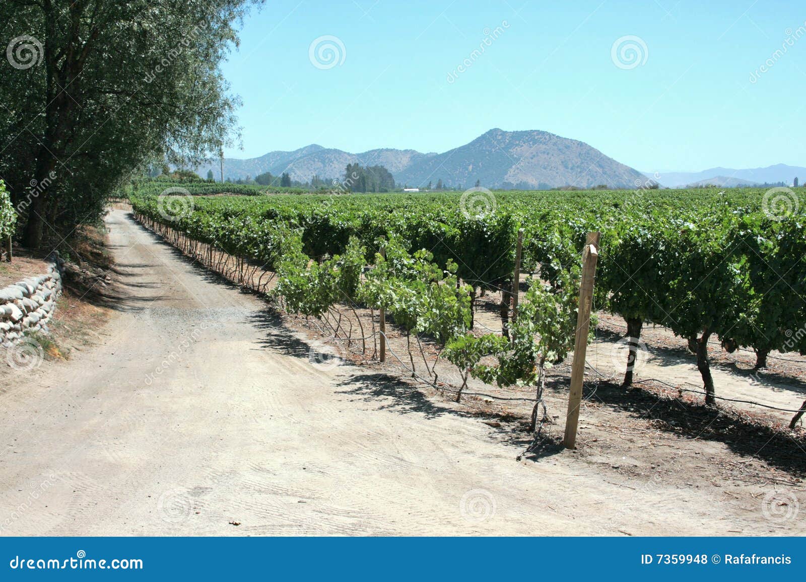 Vineyard in Chile stock photo. Image of field, growth - 7359948