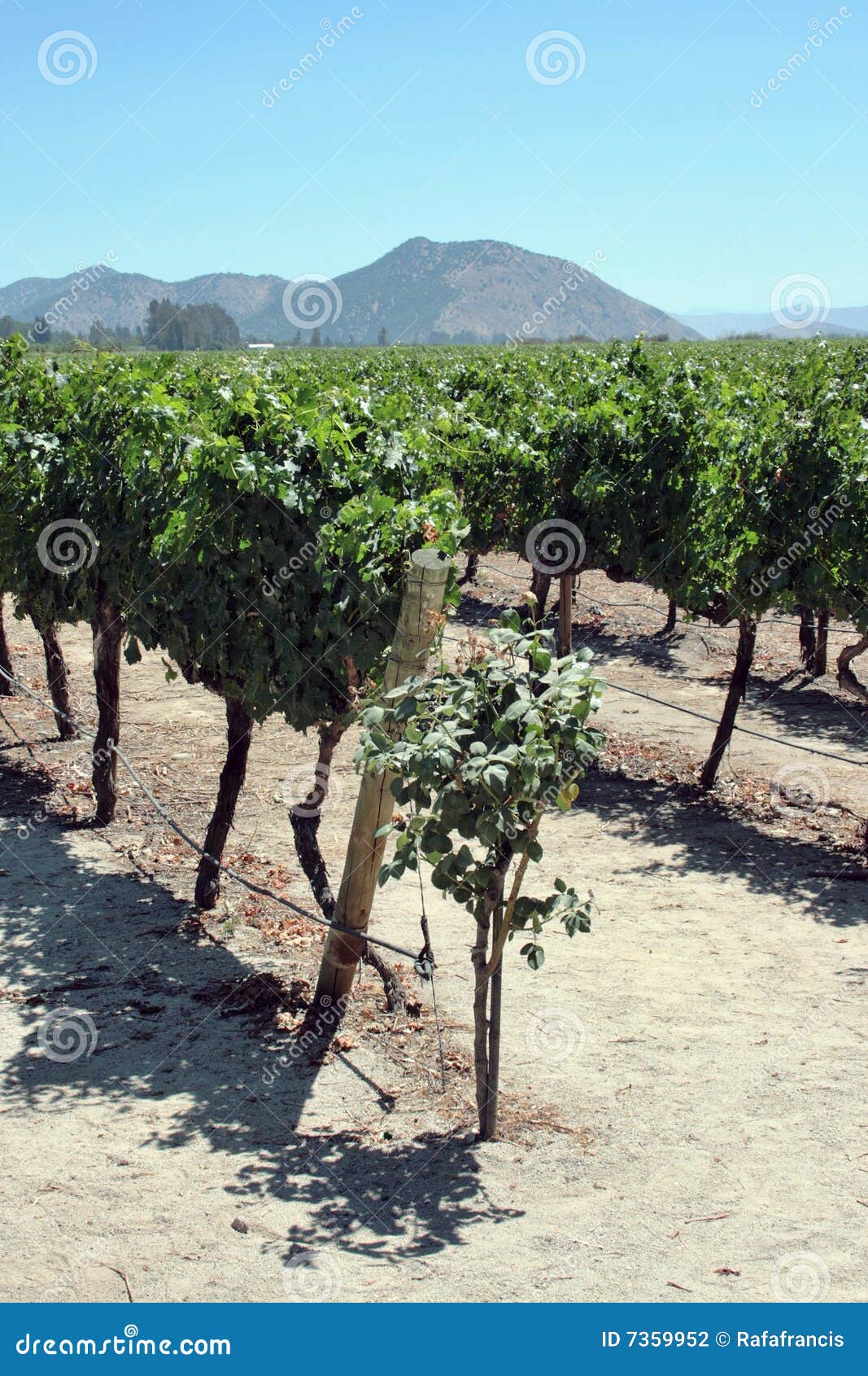 Vineyard in Chile stock photo. Image of scenic, grape - 7359952