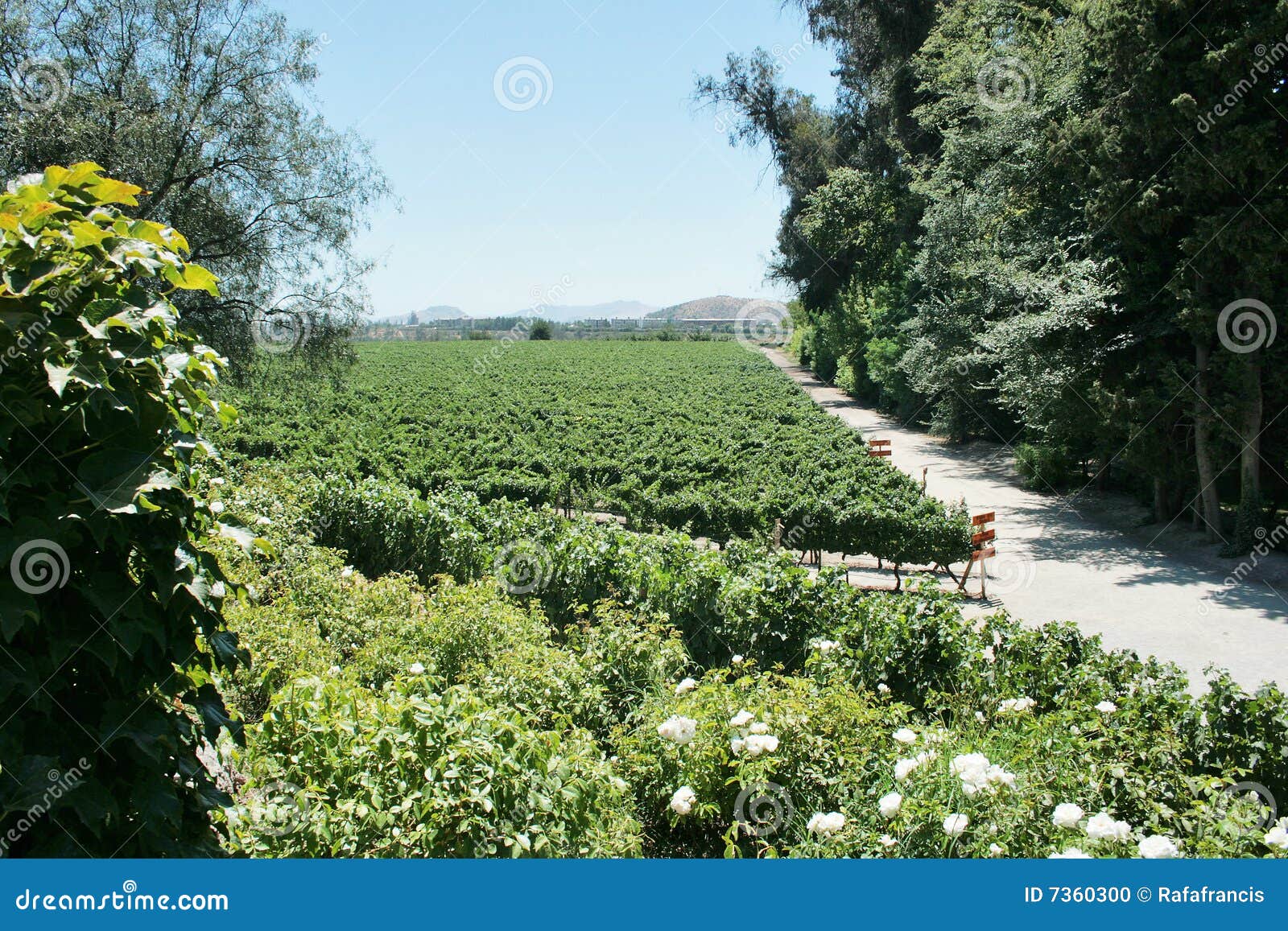 Vineyard in Chile stock photo. Image of growth, foliage - 7360300