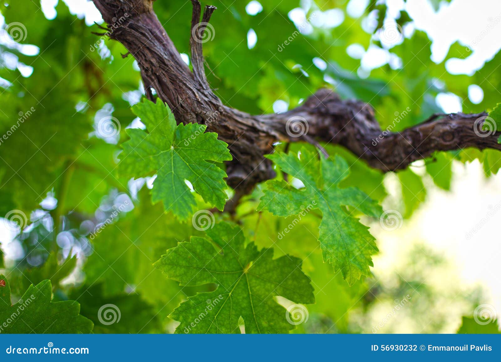 Vineyard stock photo. Image of light, grape, closeup - 56930232