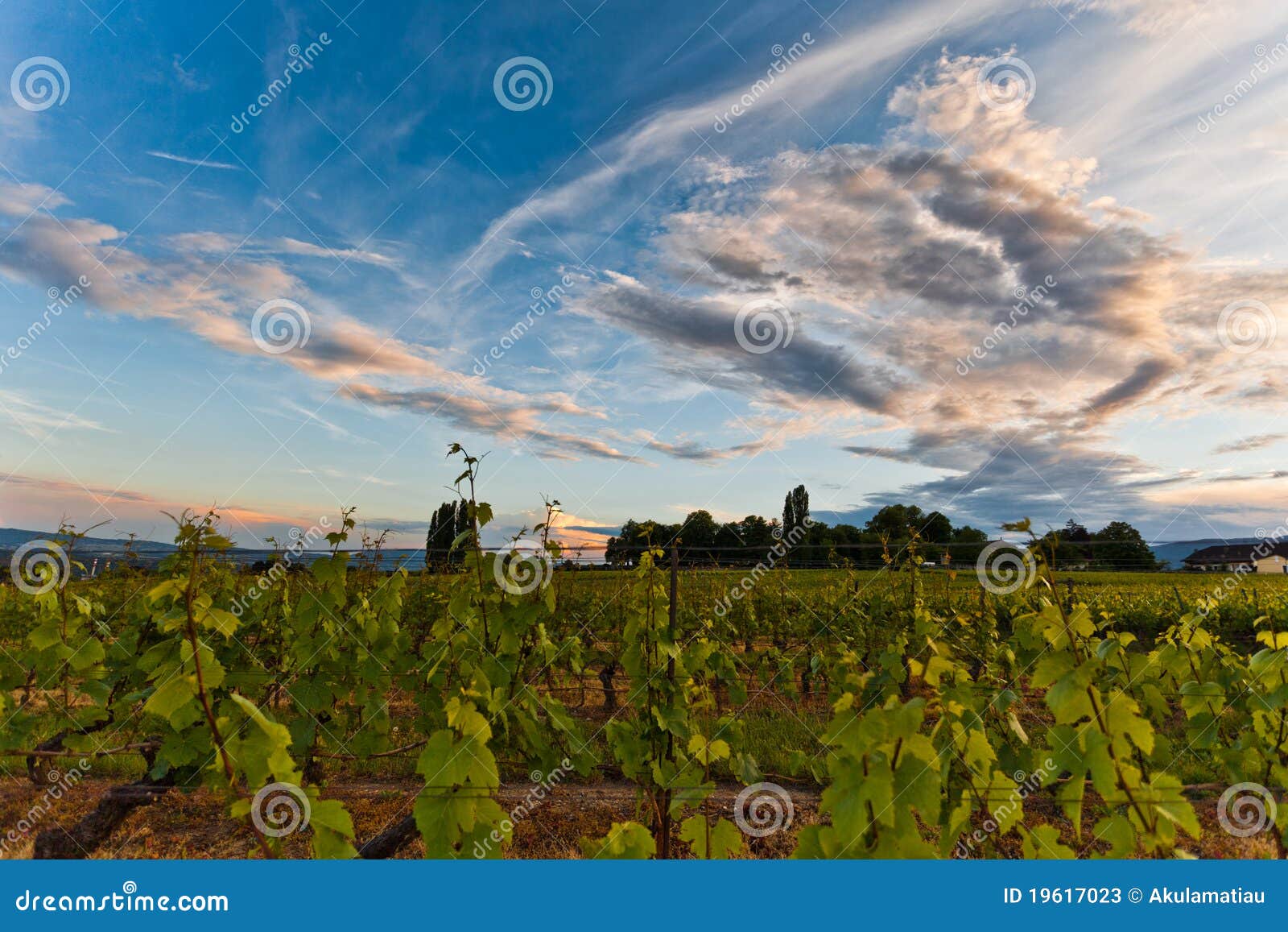 Vineyard and clouds stock image. Image of growth, countryside - 19617023