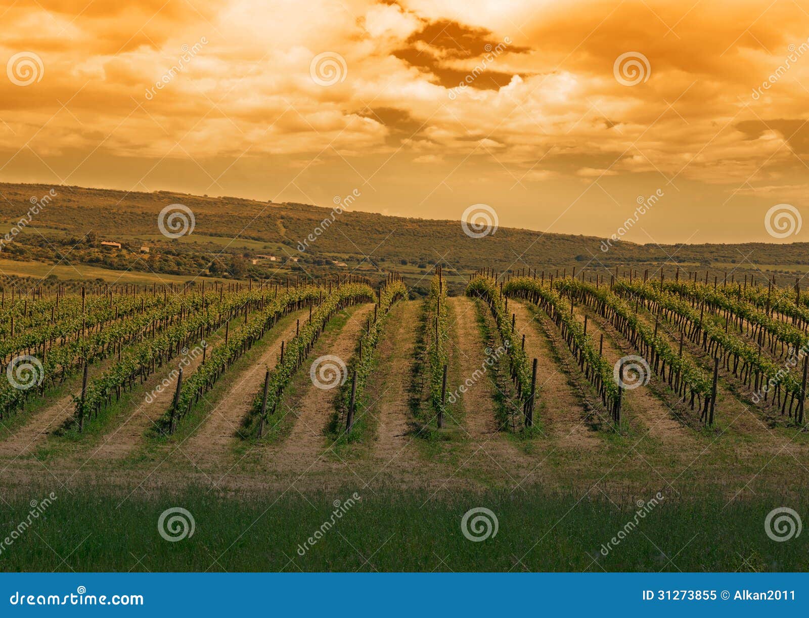 Vineyard and Clouds at Sunset Stock Image - Image of countryside ...