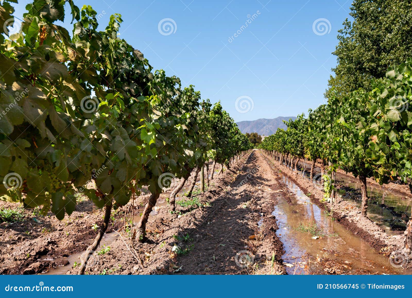 Vineyard at Colchagua Valley Stock Image - Image of economy, chile ...