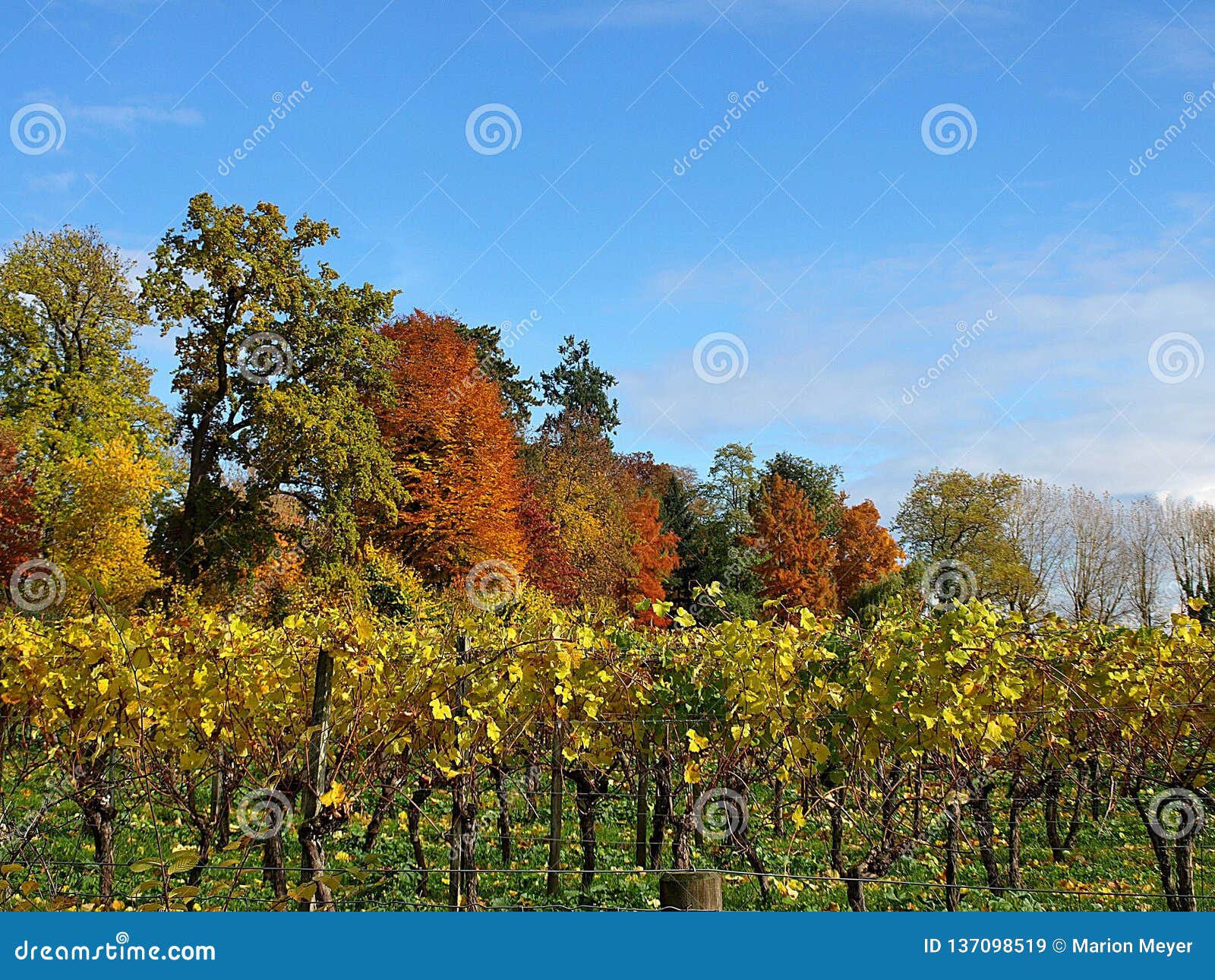 Beautiful Vineyard with Colorful Trees in Autumn Stock Image - Image of ...