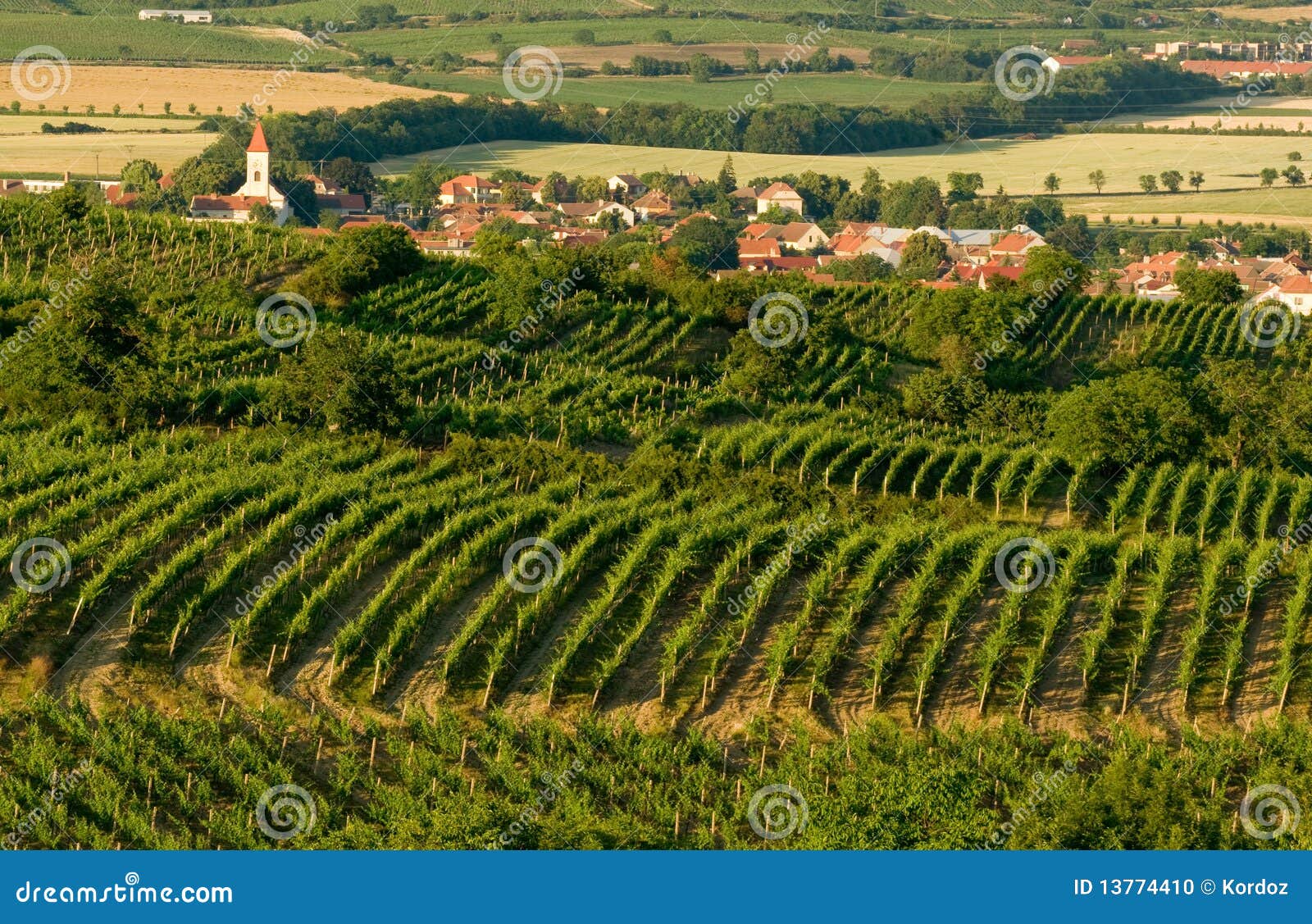 Vineyard country stock photo. Image of summer, republic - 13774410