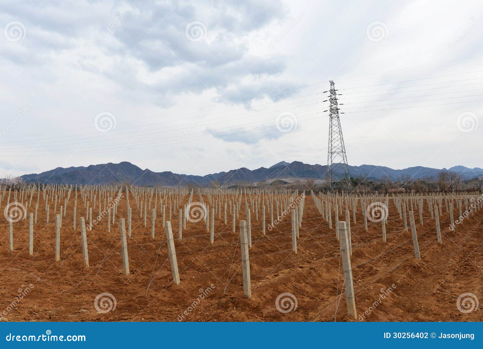 Vineyard in countryside stock photo. Image of farm, grape - 30256402