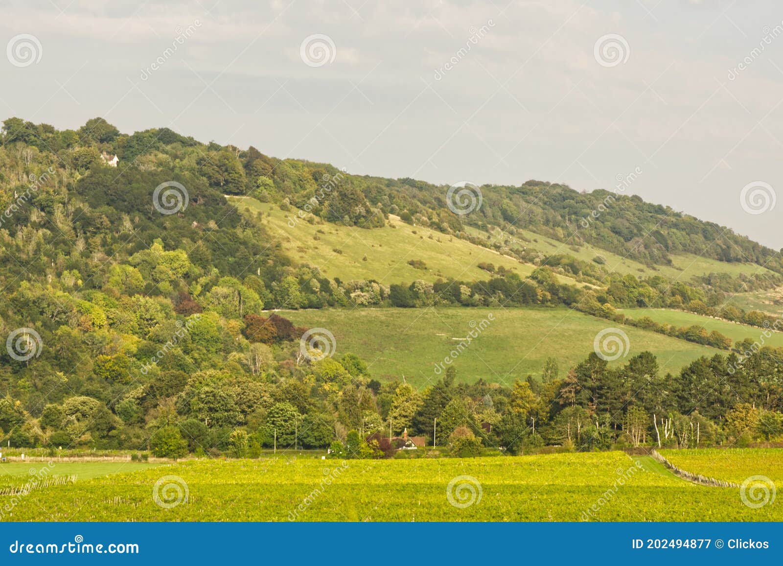 Vineyard In England. Vineyard In The Weald In Kent In England. Early ...
