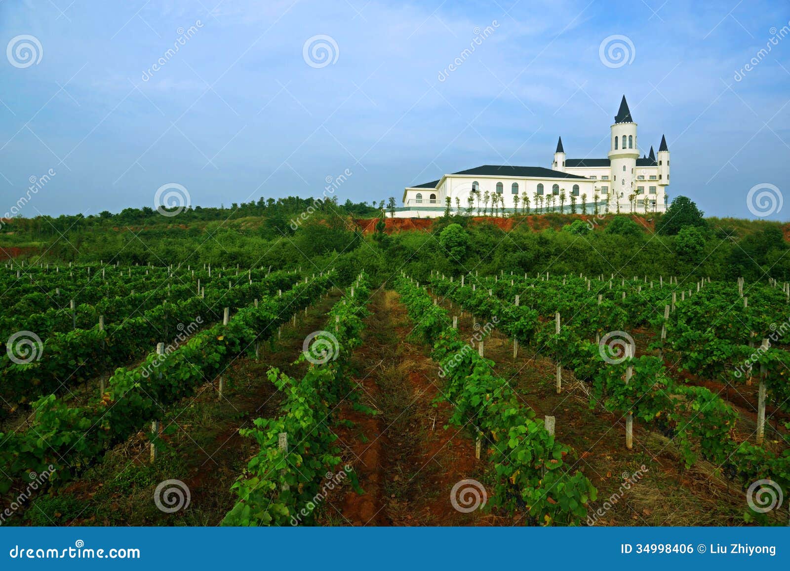 The vineyard stock photo. Image of agriculture, vineyards - 34998406