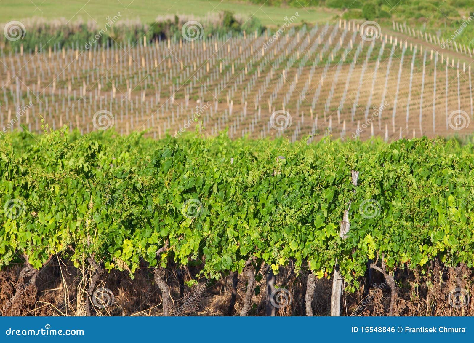 Vineyard in croatia stock photo. Image of countryside - 15548846