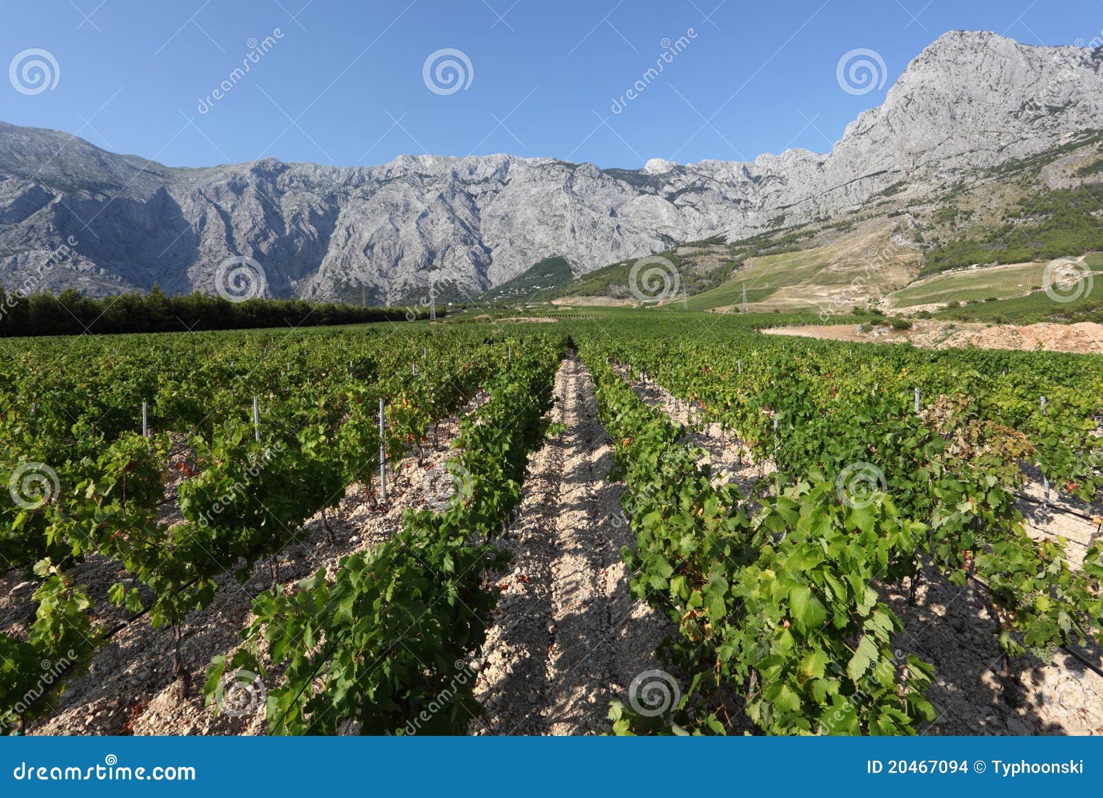 Vineyard in Croatia stock photo. Image of season, outdoor - 20467094