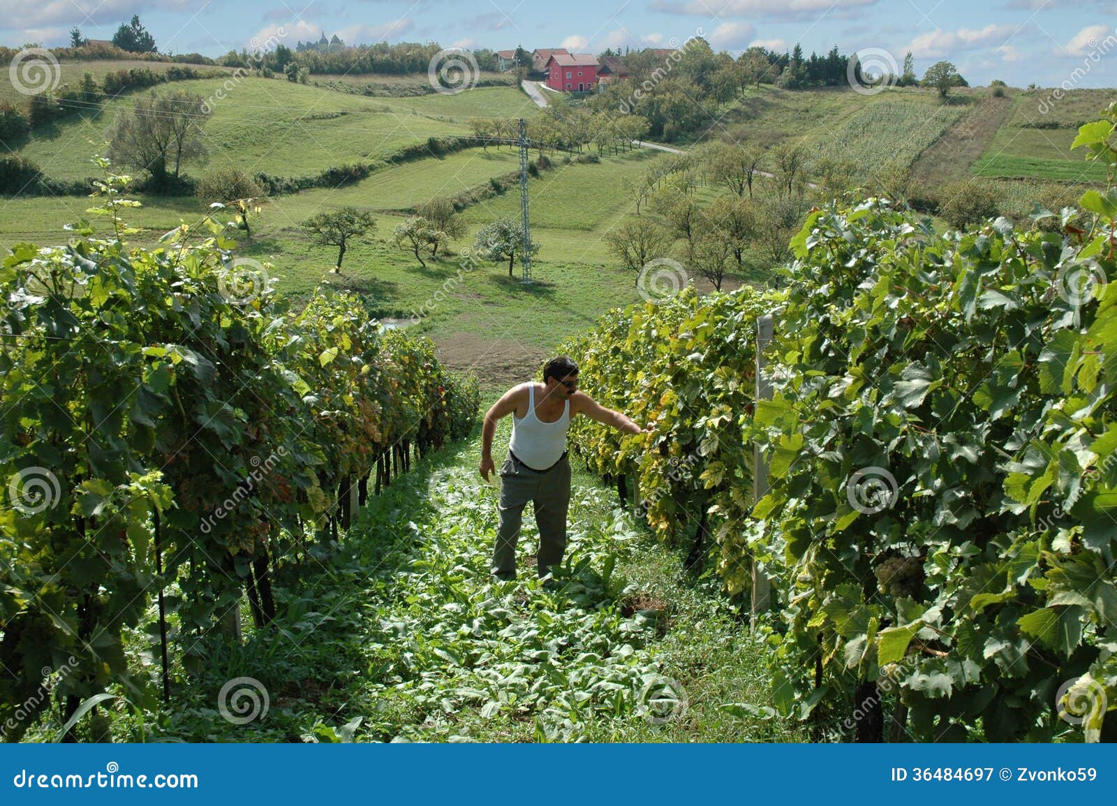 Vineyard in Croatia stock image. Image of grape, agriculture - 36484697