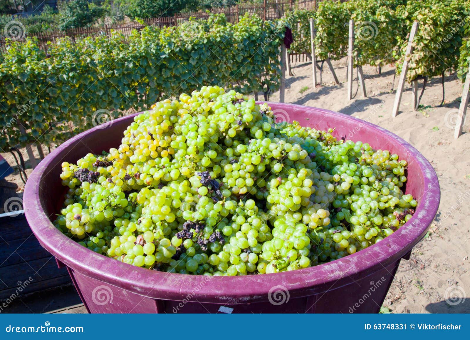 Vineyard crop stock image. Image of bunches, green, plant - 63748331