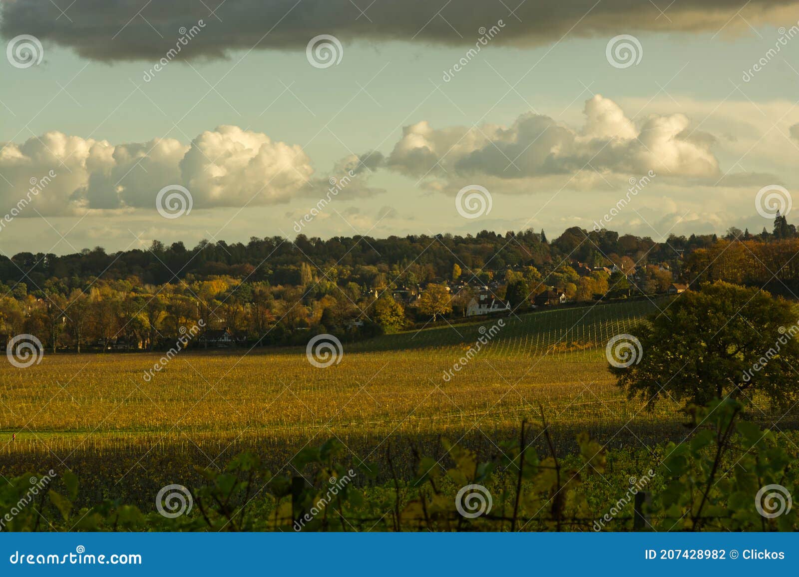 Vineyard at Dorking, Surrey, England Stock Photo - Image of viticulture ...
