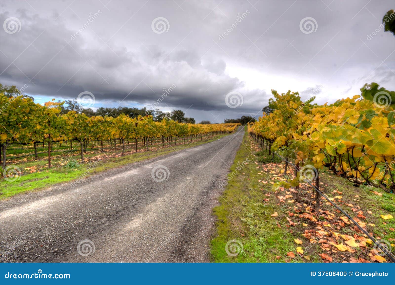 Vineyard Driveway stock photo. Image of grapes, driveway - 37508400