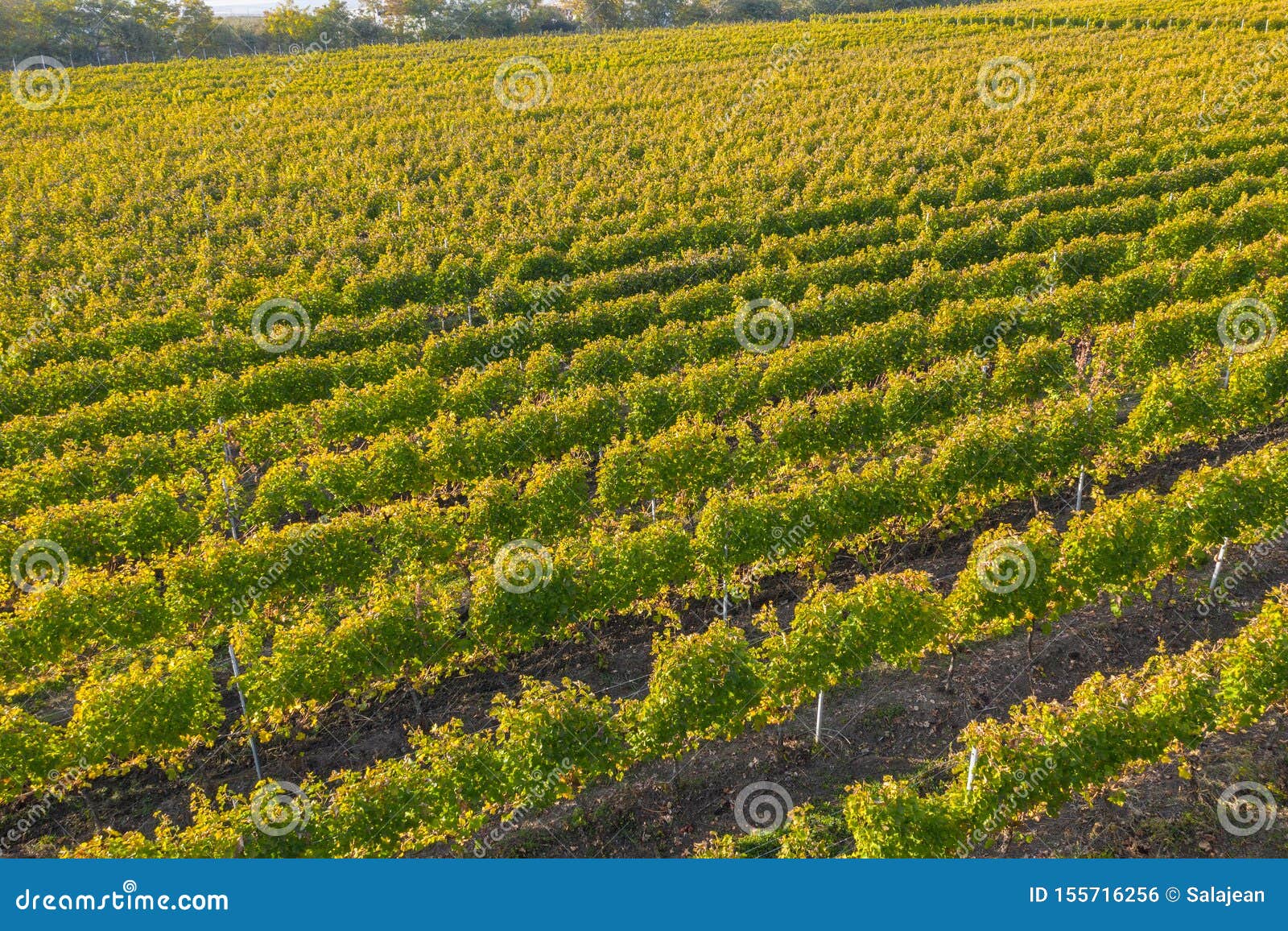 Vineyard Drone Shot, Aerial View from Above Stock Photo - Image of ...
