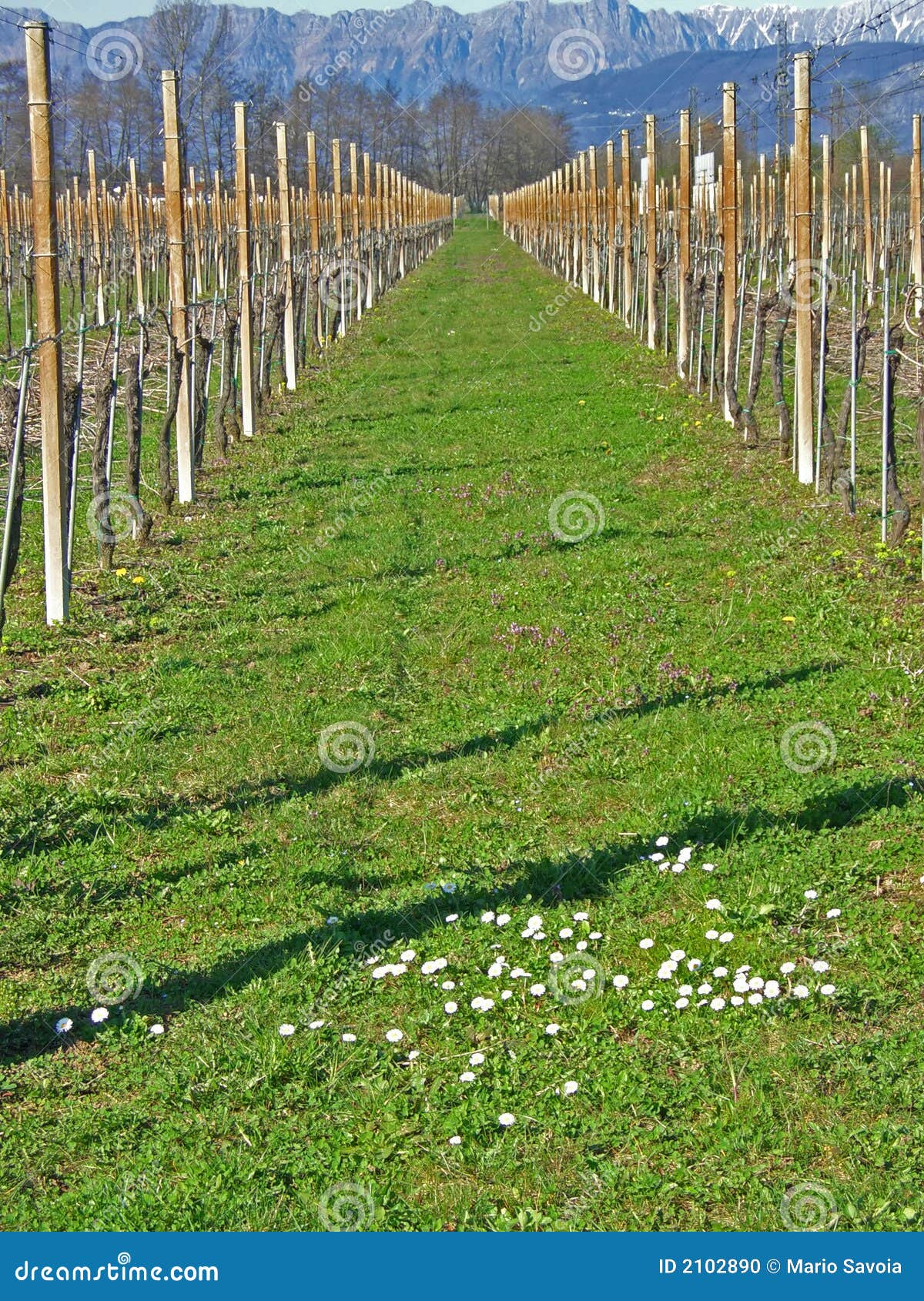 Vineyard in early spring stock photo. Image of environment - 2102890