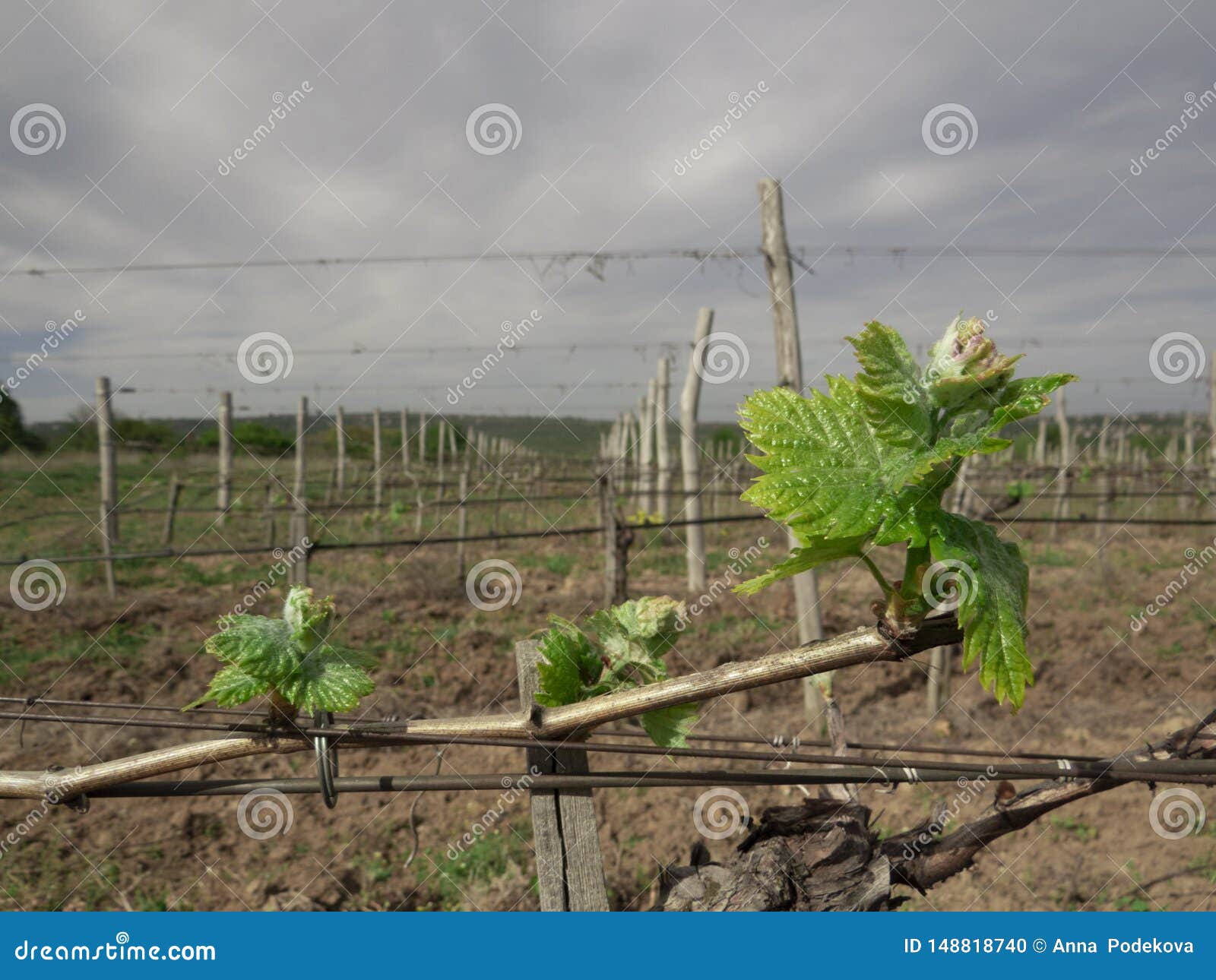 Vineyard Early in the Spring in the Begining of the Year. Stock Photo ...