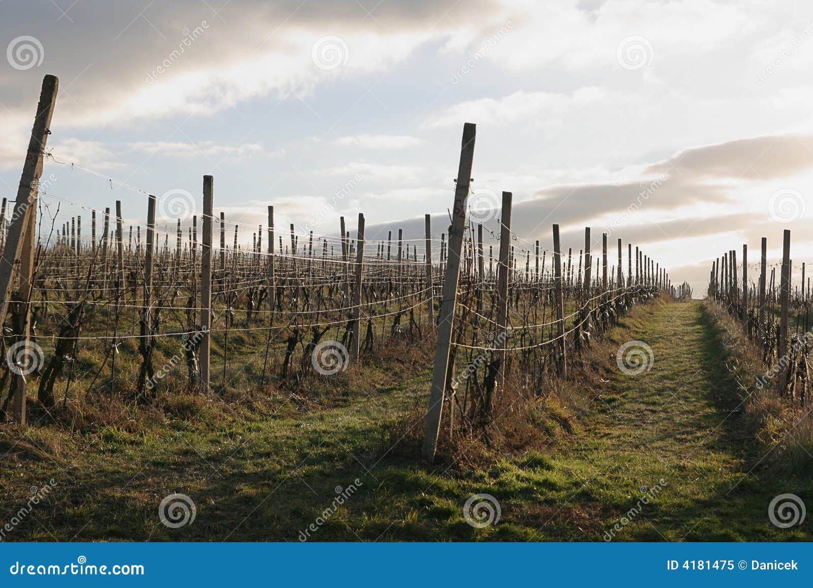 Vineyard in Early Spring Morning Stock Image - Image of season, bare ...