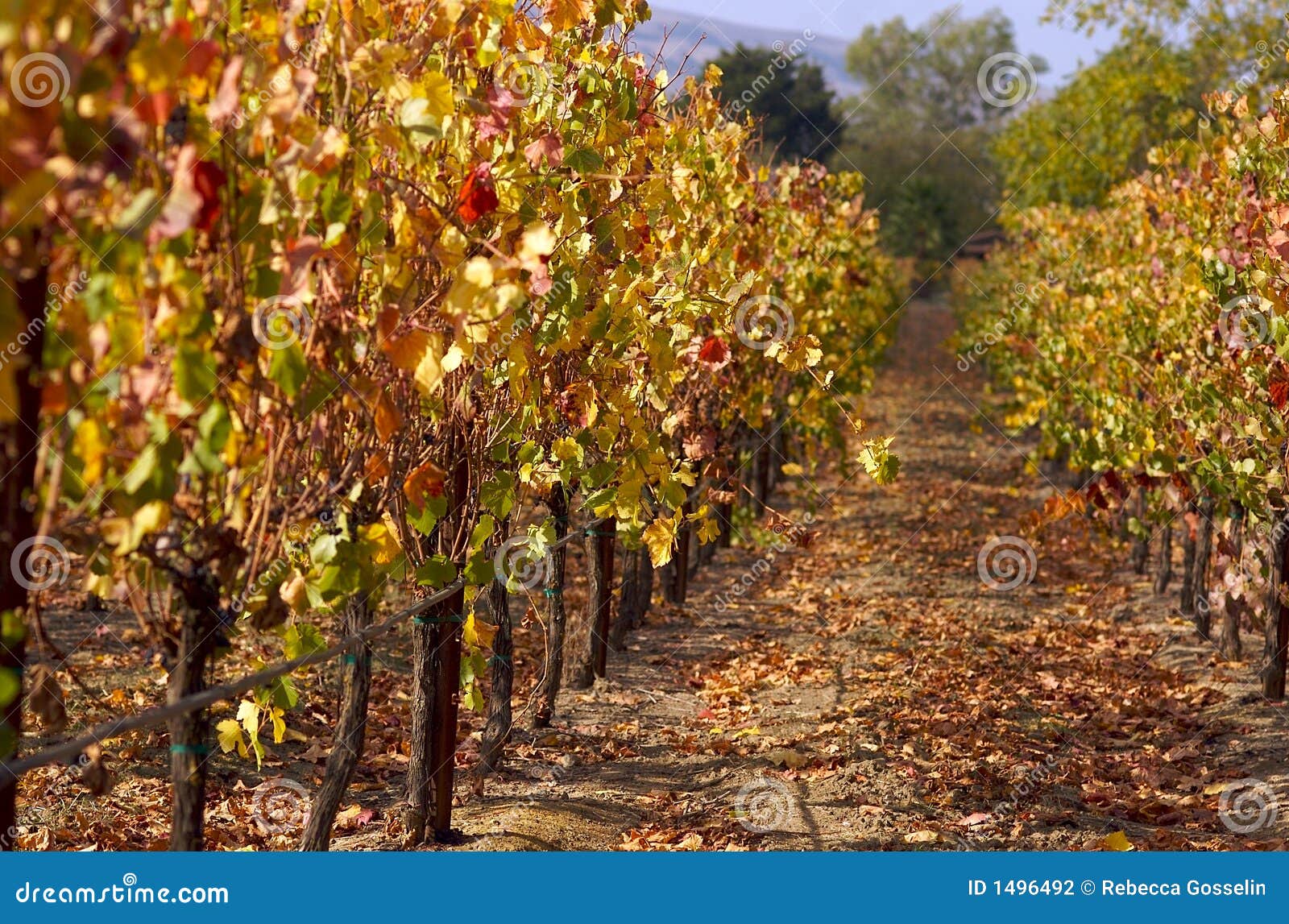 Vineyard in the fall stock photo. Image of leaves, colors - 1496492