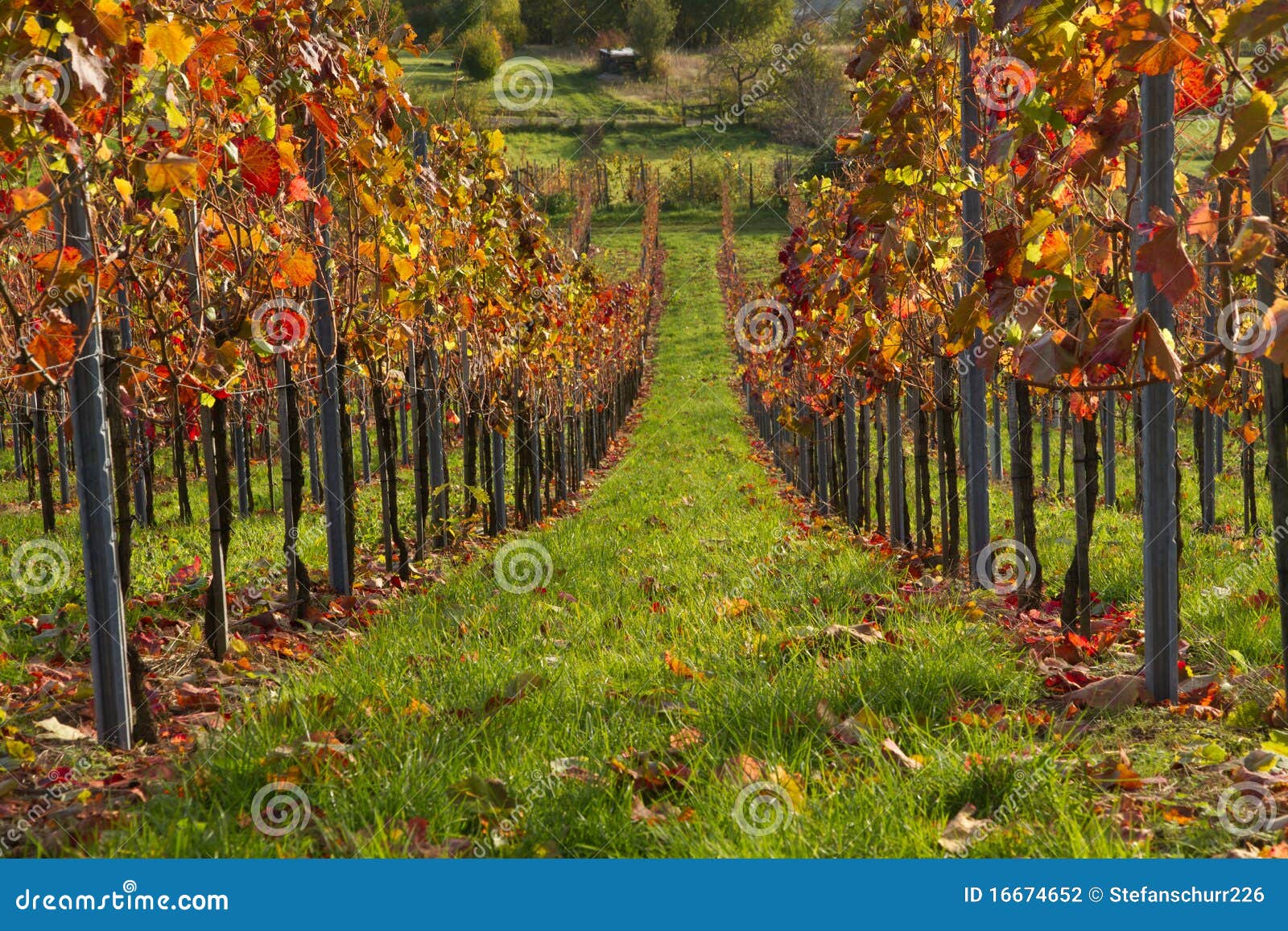 Vineyard in the fall stock photo. Image of grass, seasonal - 16674652