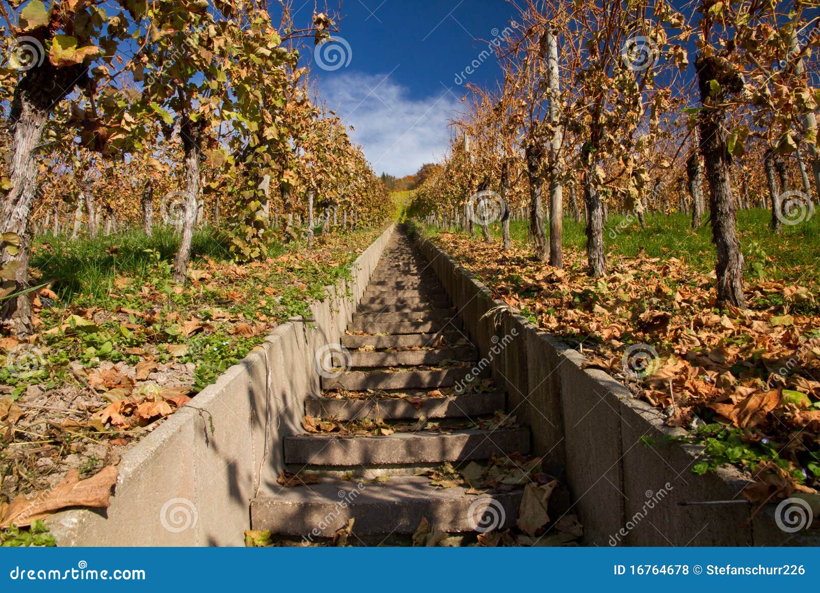 Vineyard in the fall stock photo. Image of autumn, vine - 16764678