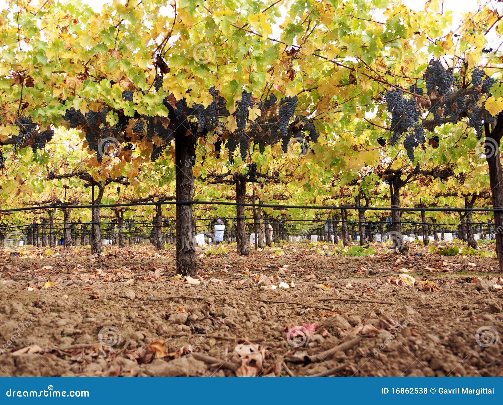 Vineyard in the fall stock photo. Image of merlot, wine - 16862538