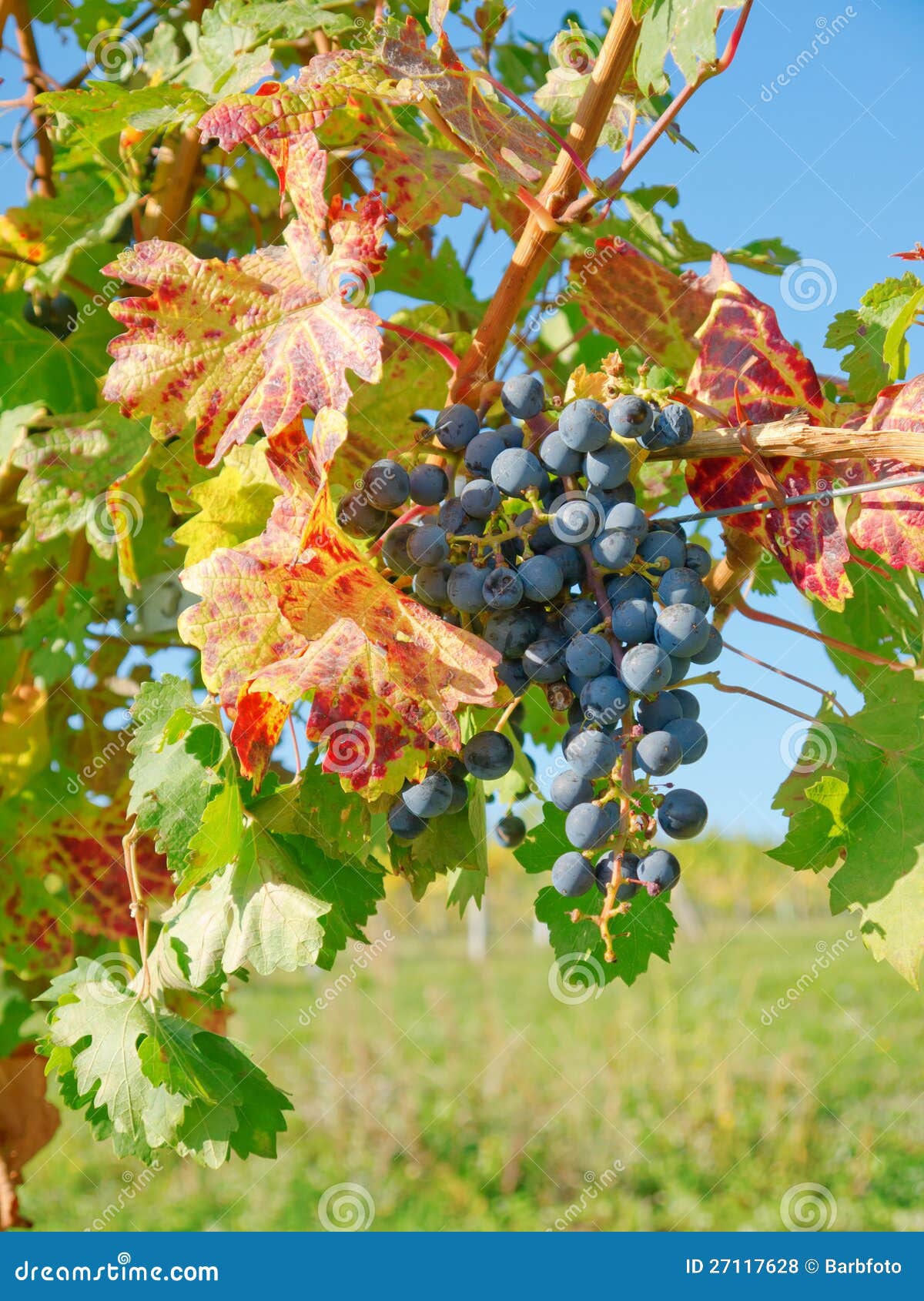A vineyard in fall stock photo. Image of fall, foliage - 27117628
