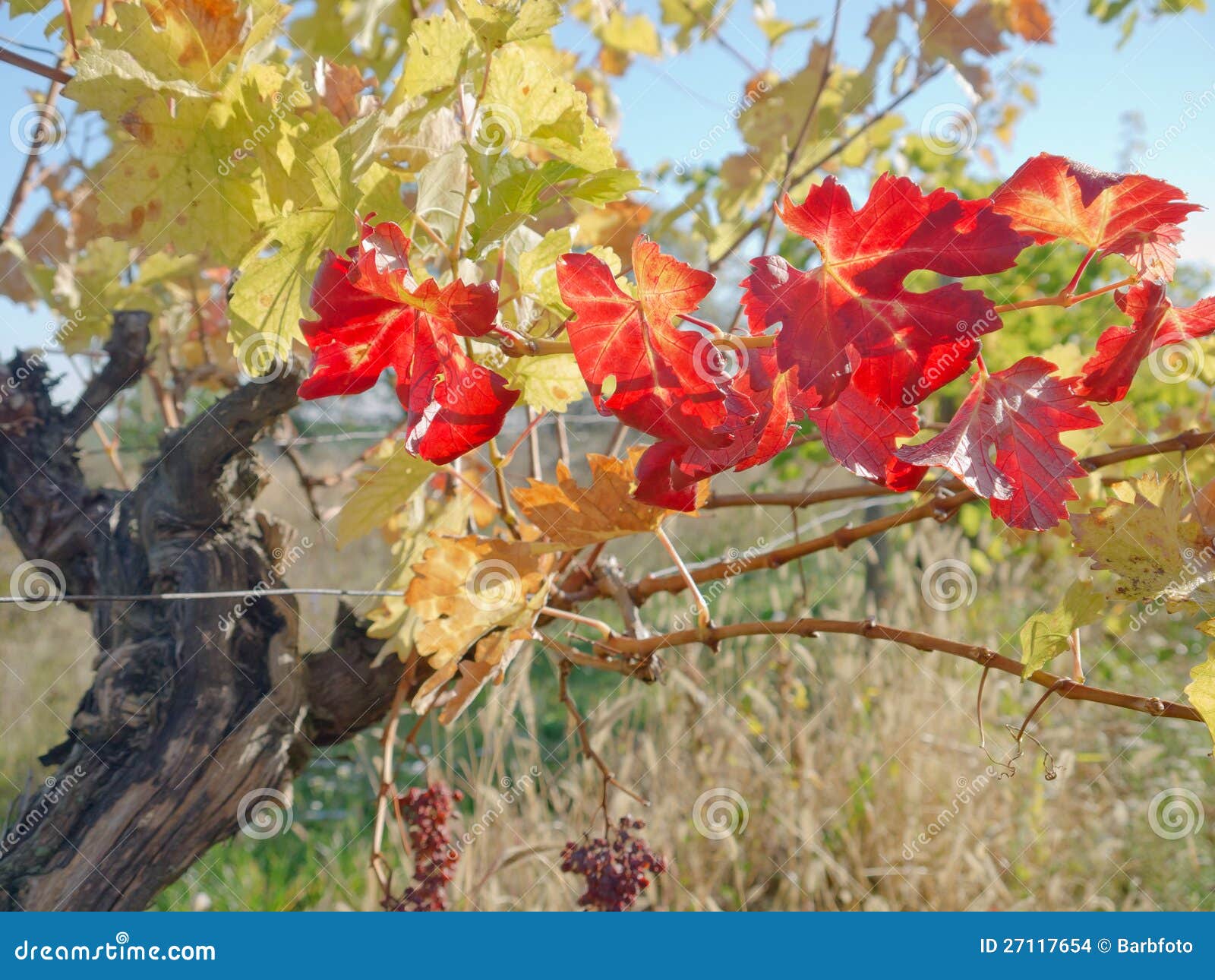 A vineyard in fall stock photo. Image of austria, vineyard - 27117654