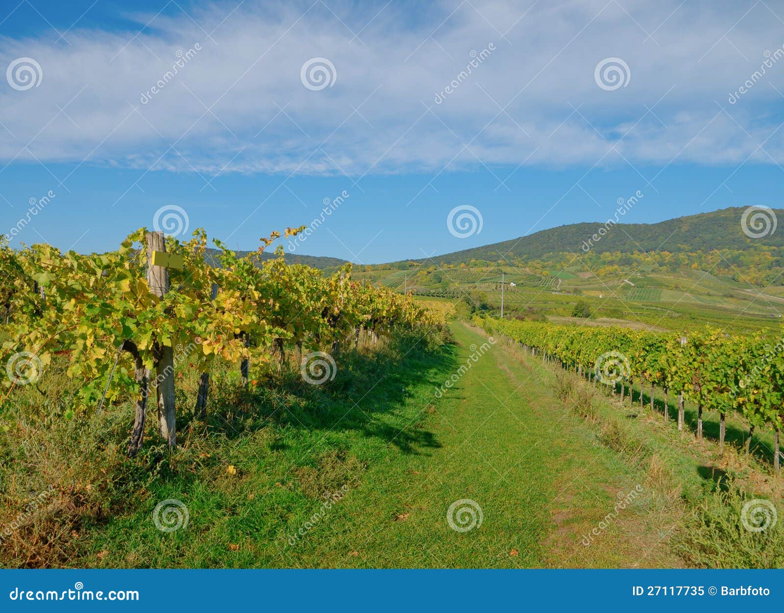 Vineyard in fall stock image. Image of nature, autumn - 27117735