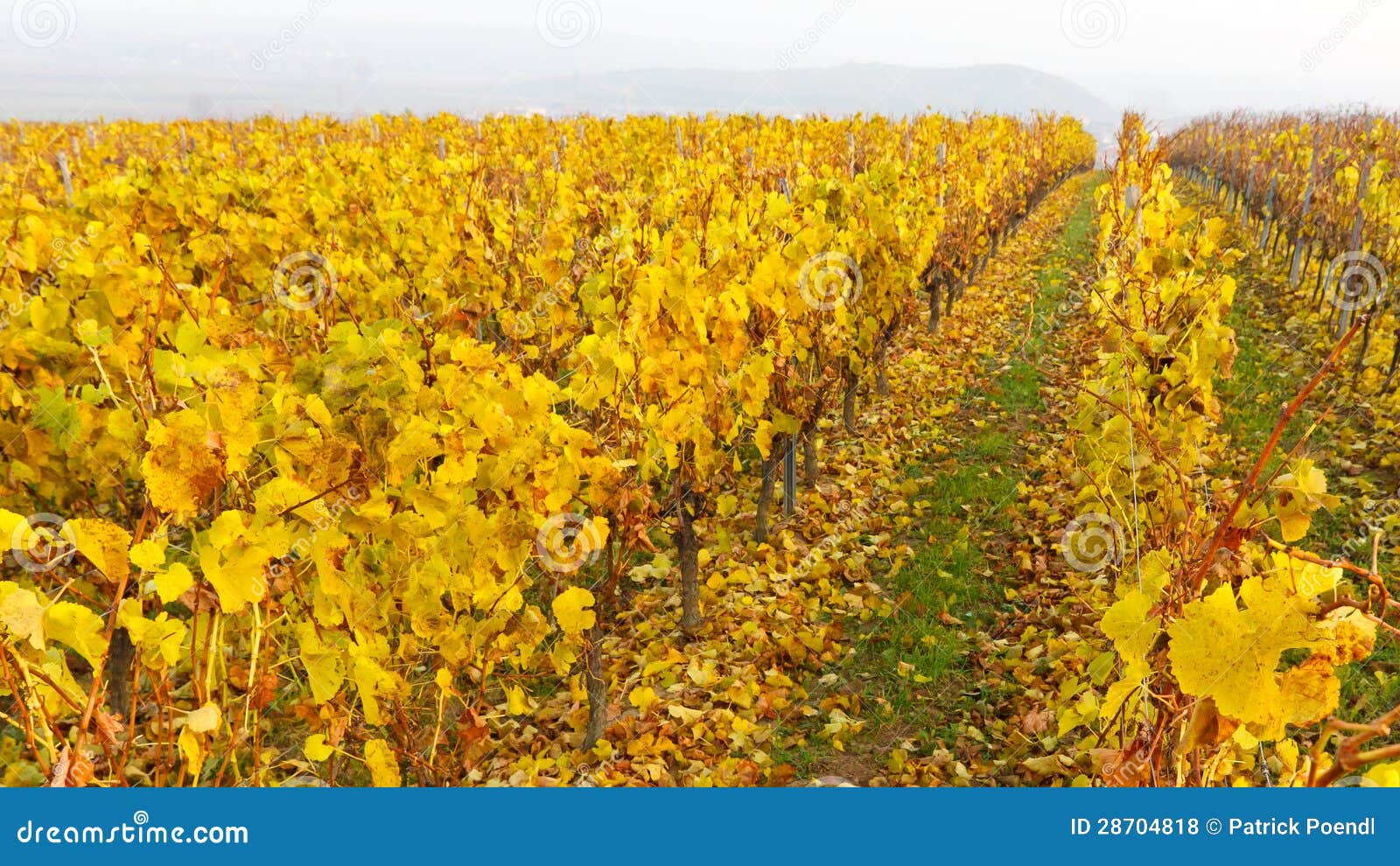 Vineyard Fall Colors stock photo. Image of rheinhessen - 28704818