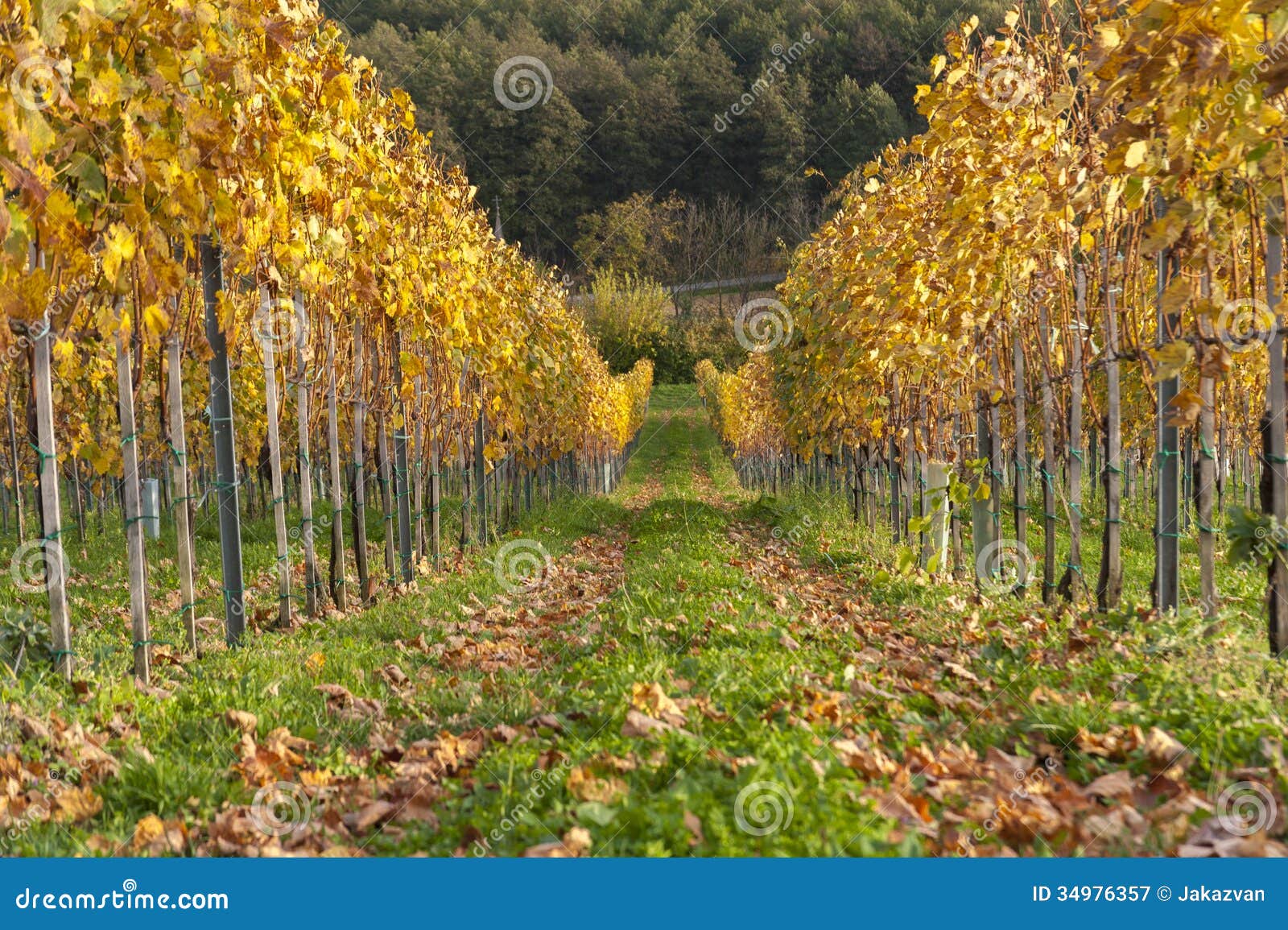 Vineyard in fall stock image. Image of europe, scene - 34976357