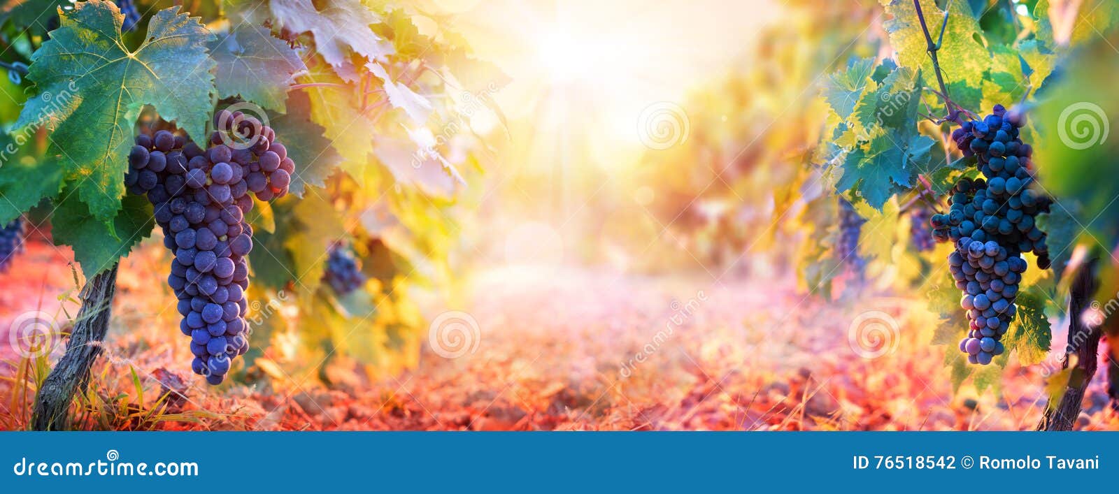 Vineyard in Fall Harvest with Ripe Grapes Stock Photo - Image of ...