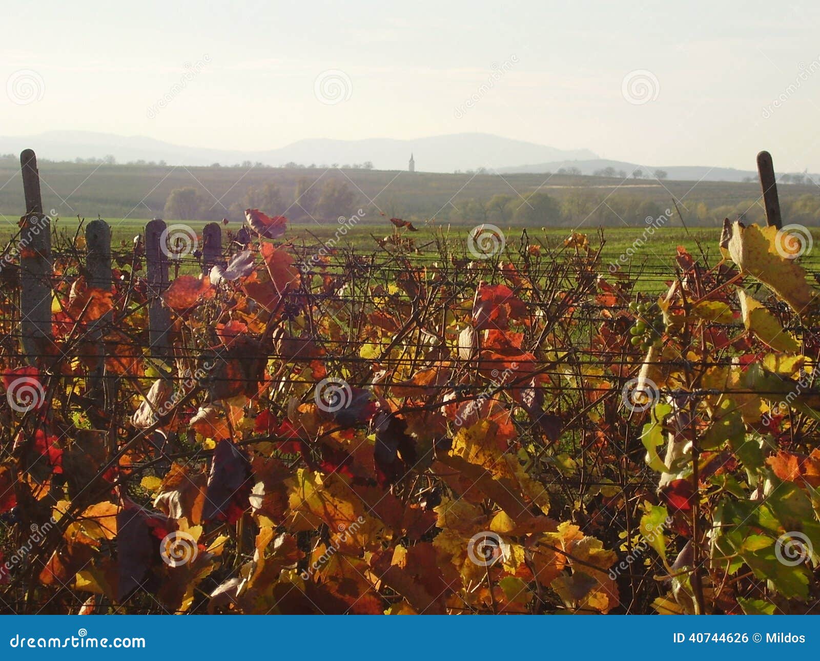 Vineyard in the fall stock photo. Image of mountain, drink - 40744626