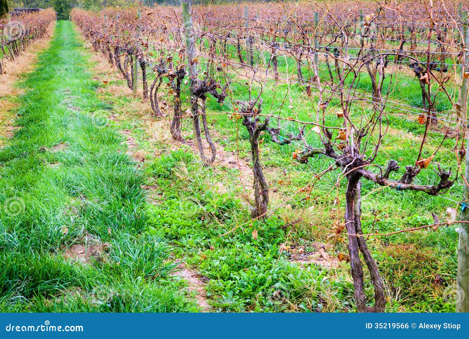 Vineyard in fall stock photo. Image of rural, vineyard - 35219566
