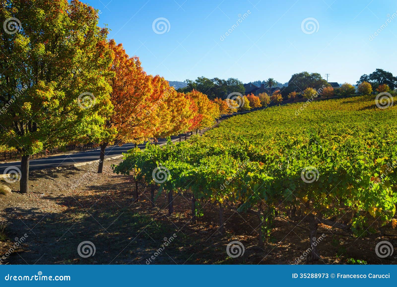 Vineyard in the fall stock image. Image of morning, fall - 35288973