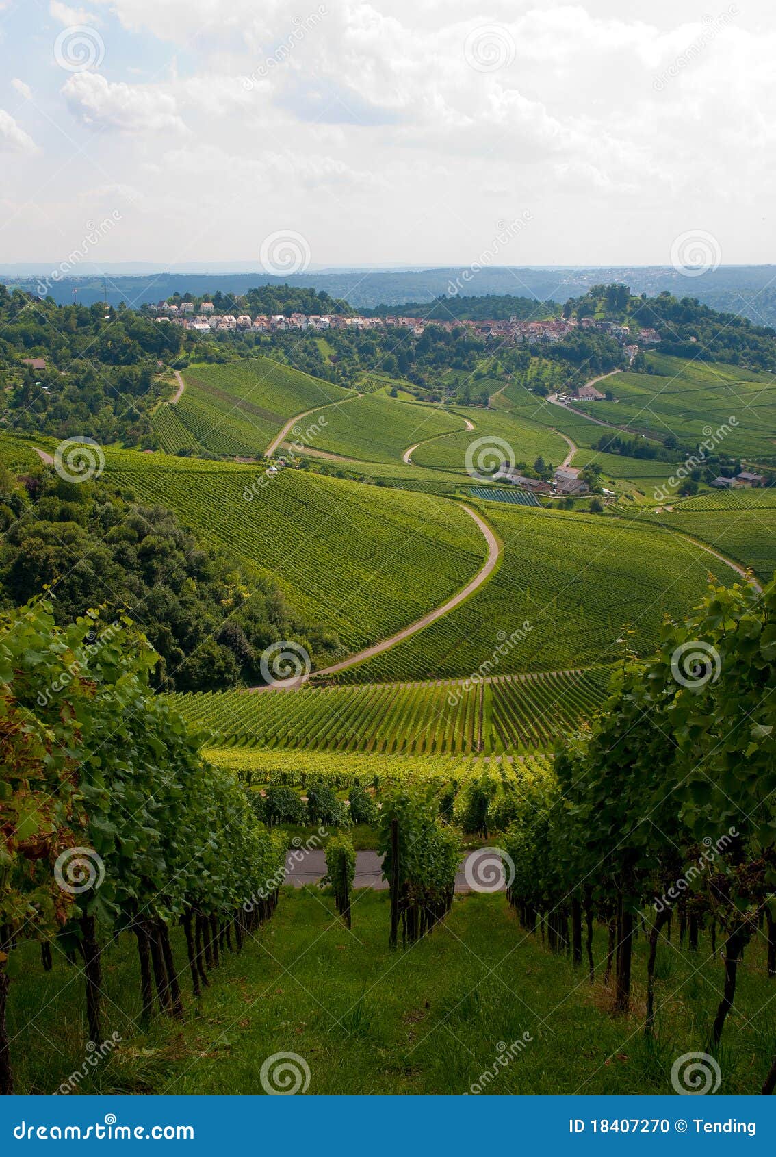 Vineyard in the Fall of Stuttgart Stock Photo - Image of october ...