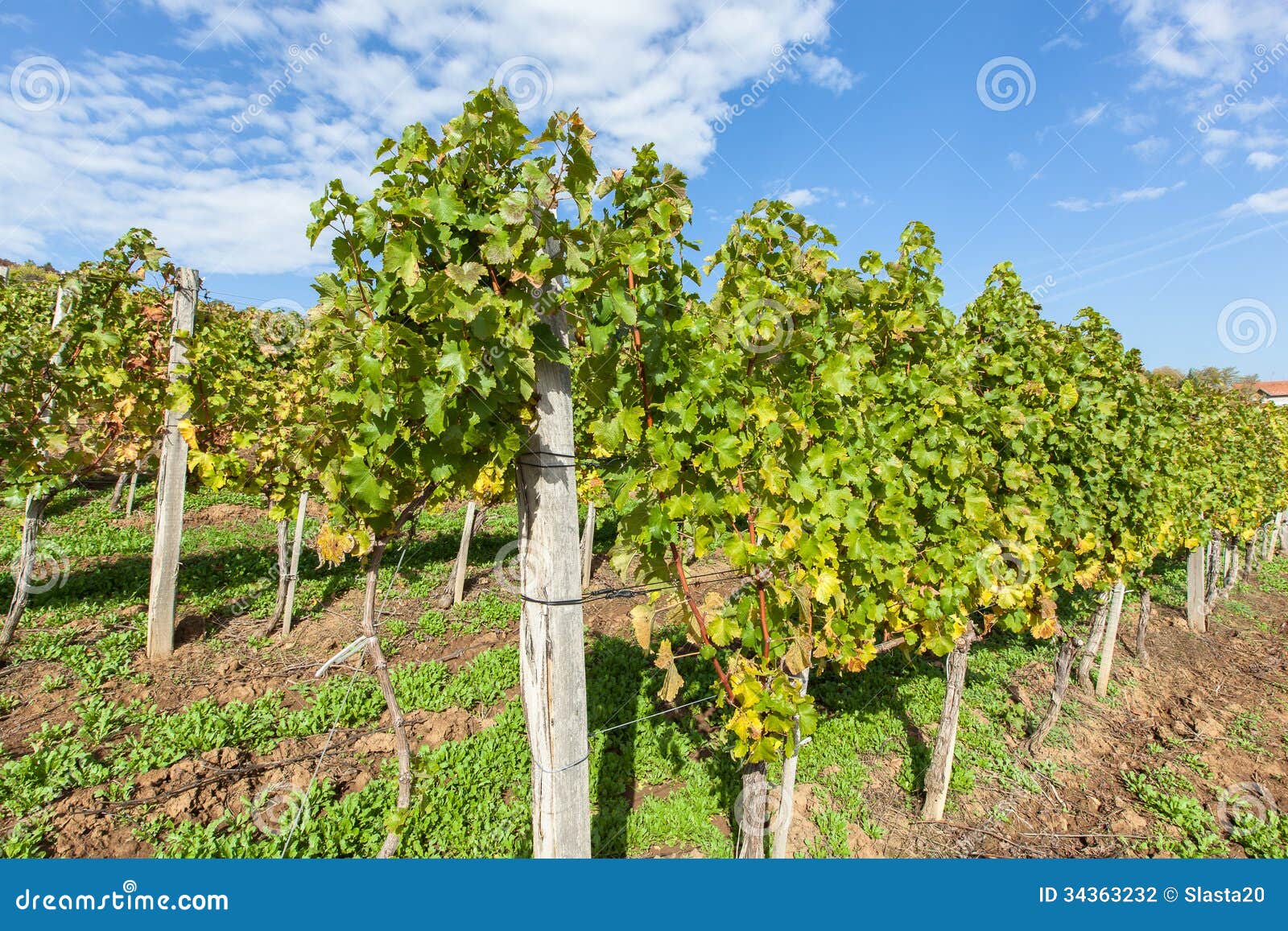 Vineyard stock photo. Image of food, glow, rows, autumn - 34363232