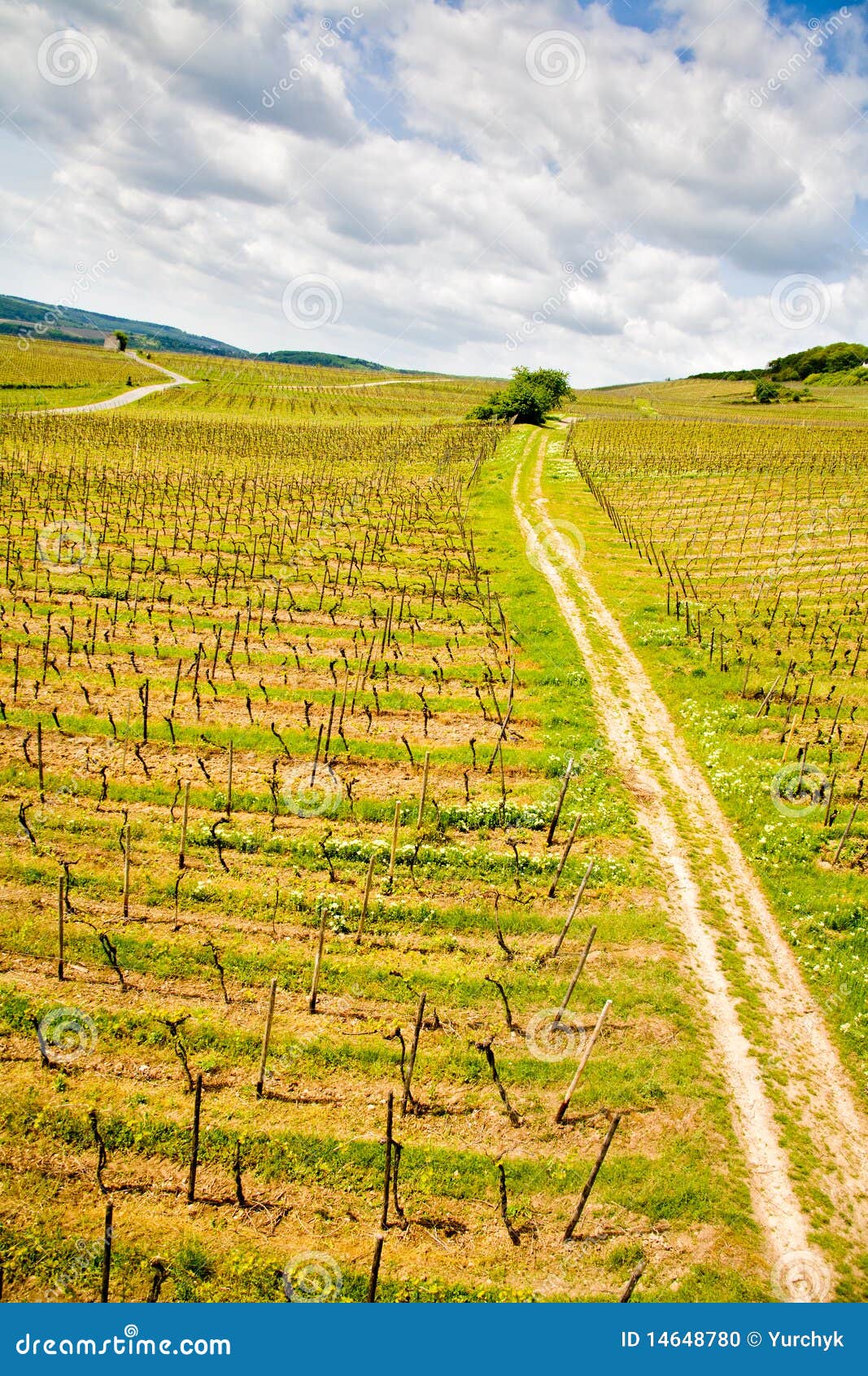 Vineyard field stock photo. Image of beauty, beautiful - 14648780
