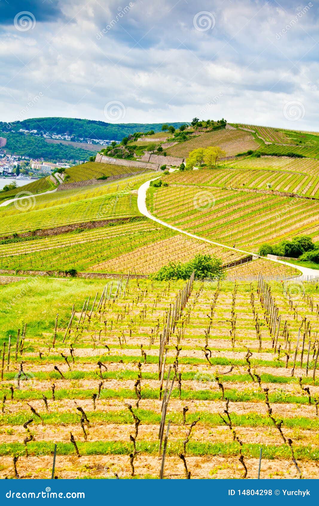 Vineyard field stock photo. Image of green, country, outdoors - 14804298