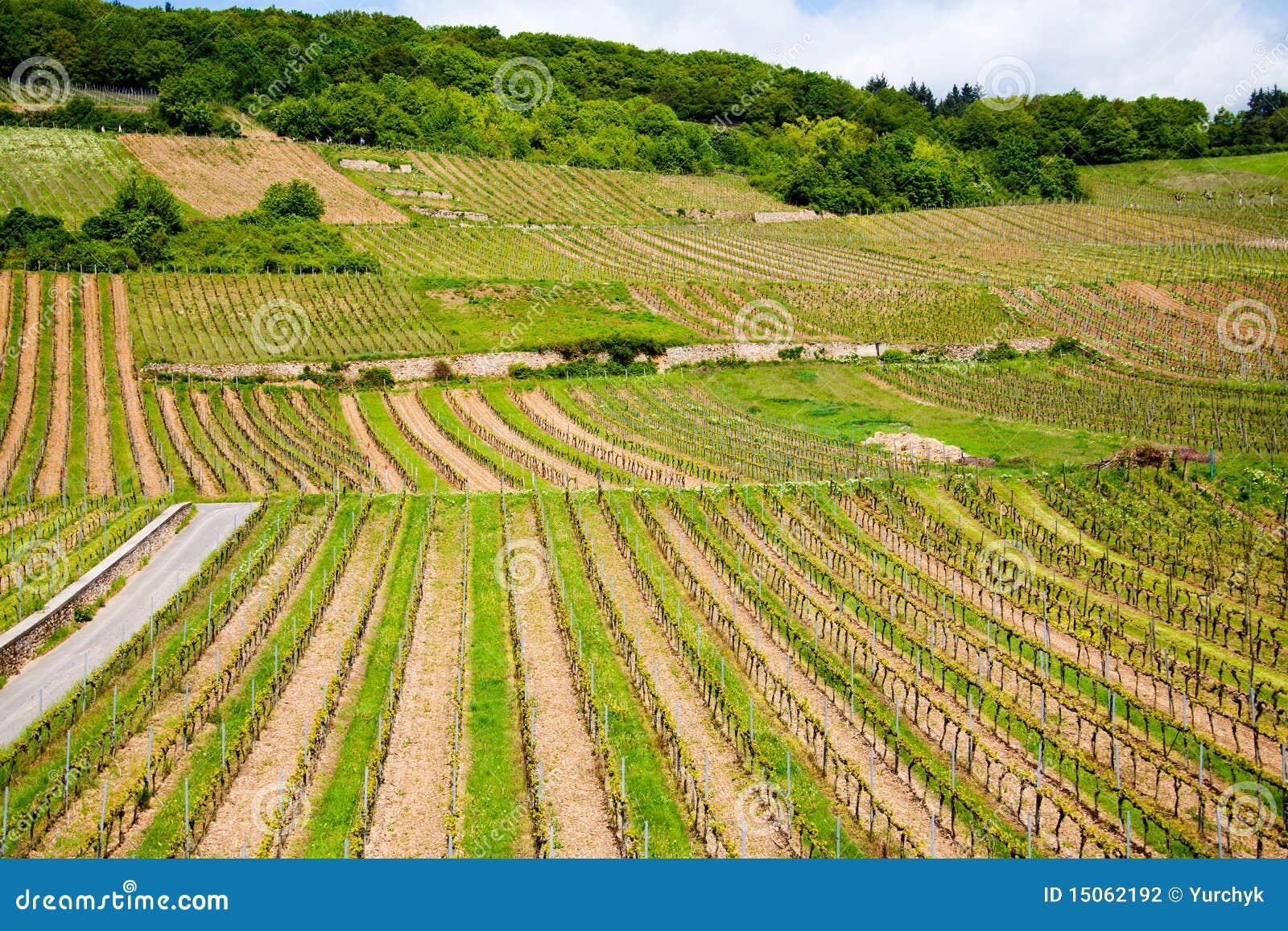 Vineyard field stock photo. Image of beautiful, europe - 15062192